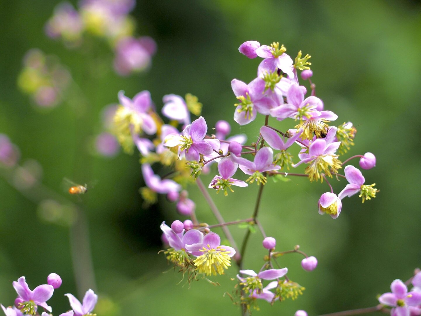 あのコに逢いにꕤ*｡ﾟ赤城自然園 / kumiさんの赤城山・黒檜山・荒山の活動データ | YAMAP / ヤマップ
