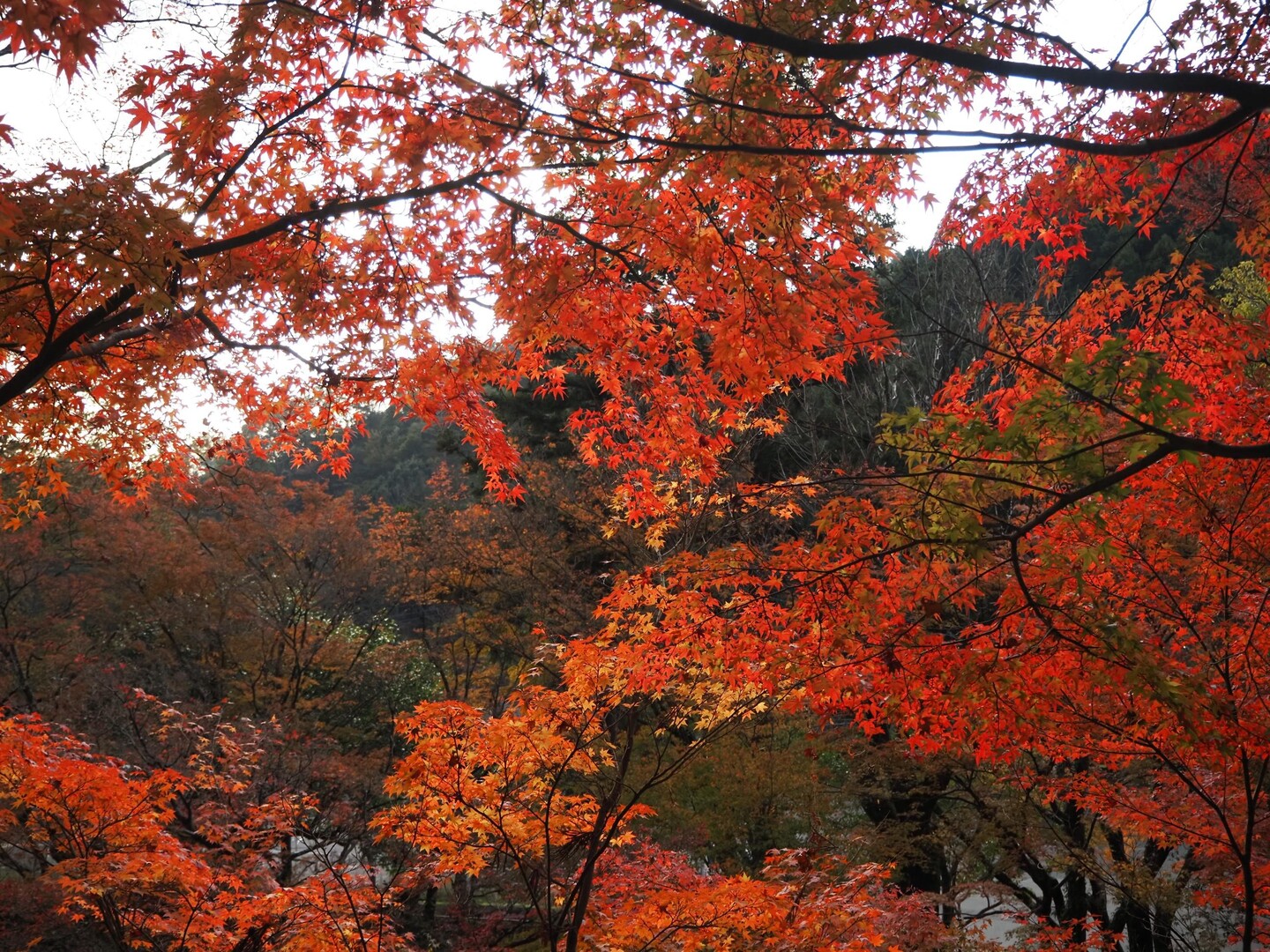 女体山 (長尾）・女体山（石田）・東女体山 / h3さんの矢筈山・女体山の活動データ | YAMAP / ヤマップ