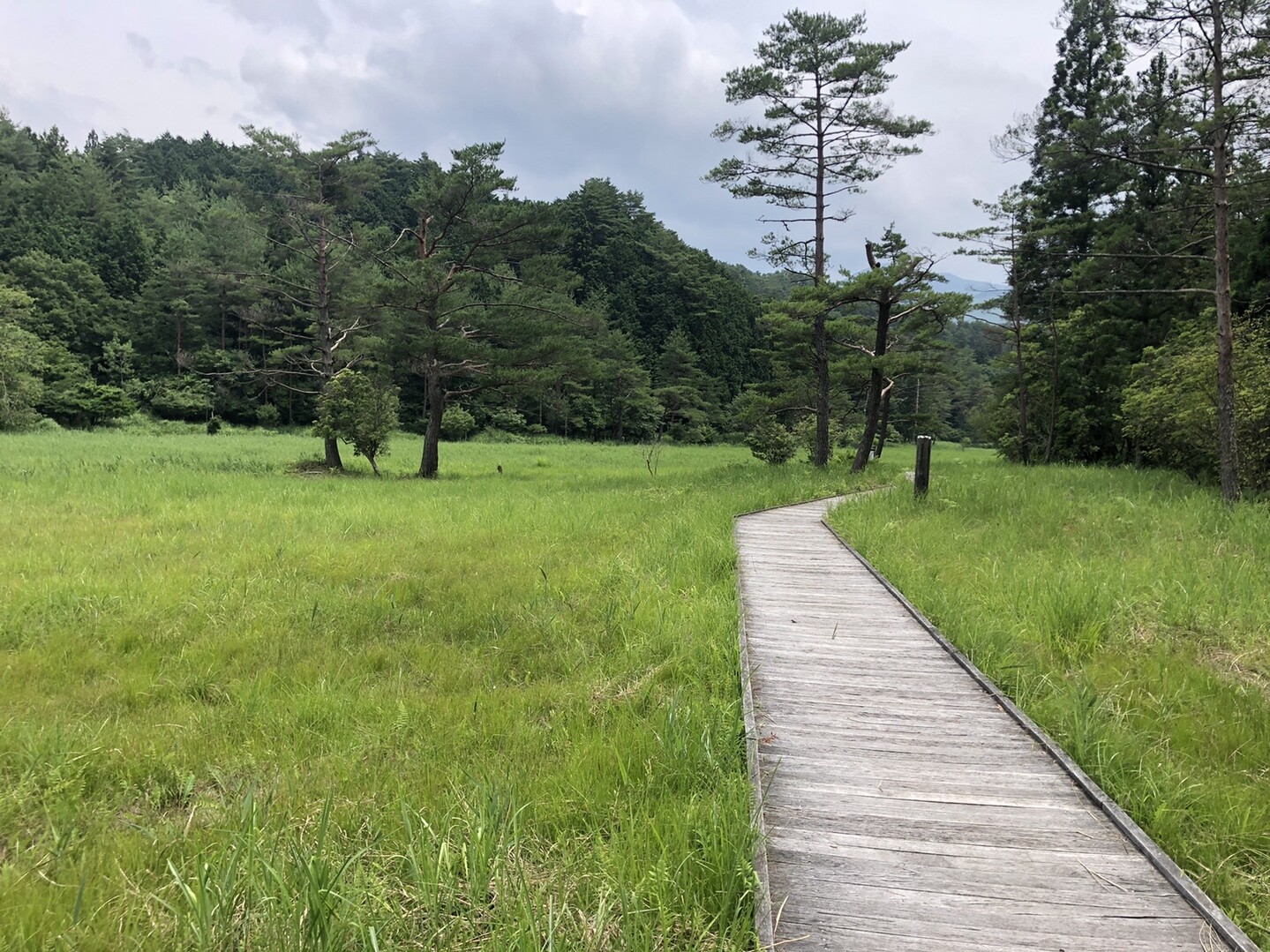 黒沢湿原 / MJさんのウォーキングの活動データ | YAMAP / ヤマップ