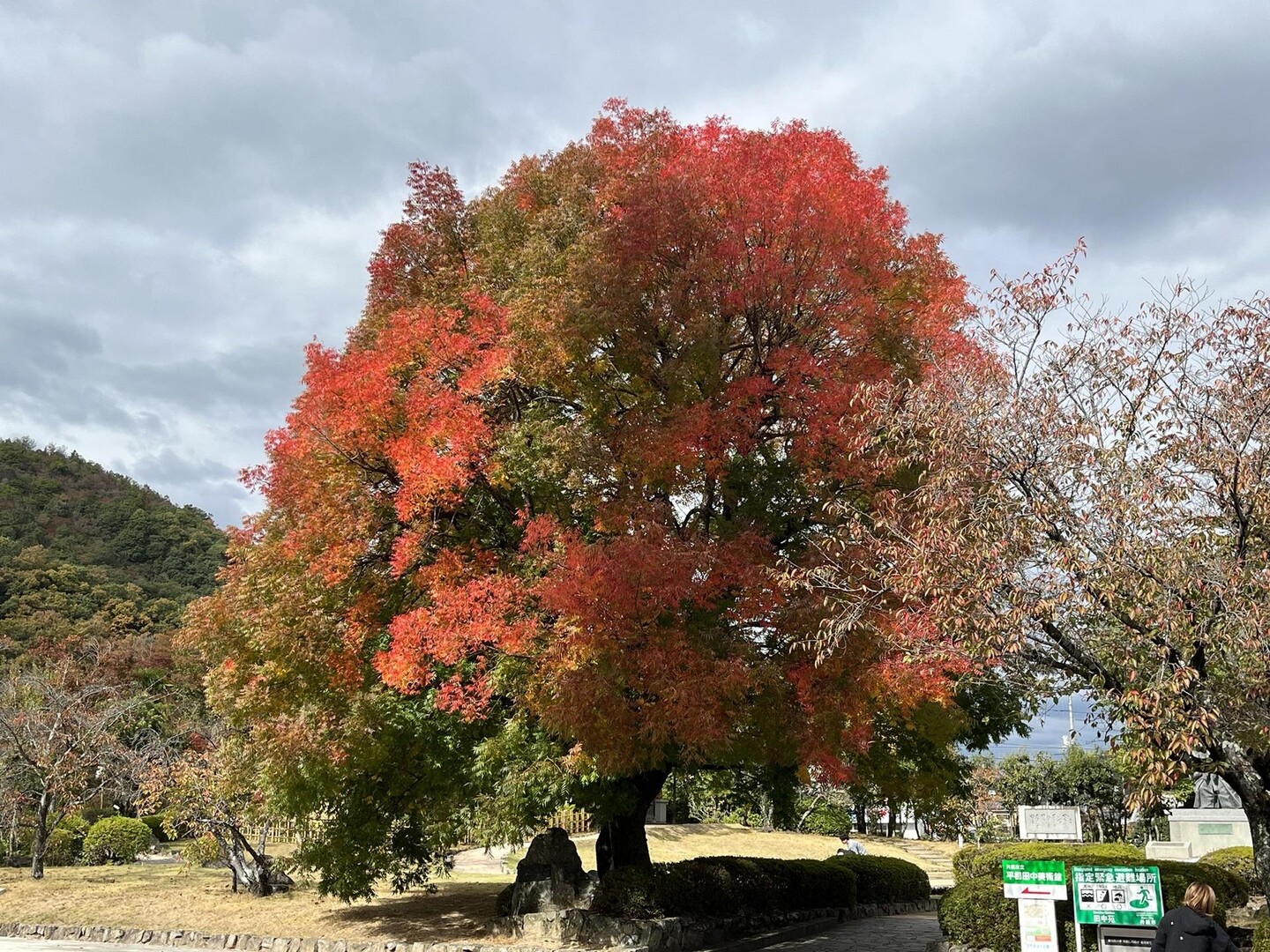 田中美術館の櫂の木 井原鉄道井原駅 / kyoh-co55さんの笠岡市の活動データ | YAMAP / ヤマップ