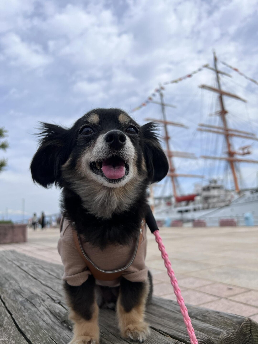 海王丸パーク / 𝐑𝐞𝐲 🐾さんのウォーキングの活動データ | YAMAP / ヤマップ