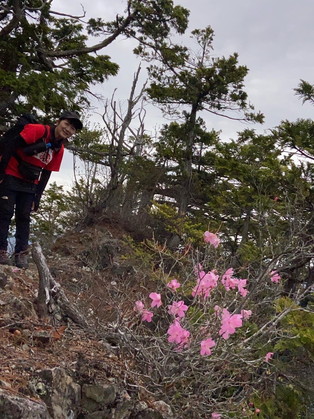 両神山のアカヤシオ🌸大丈夫か、遅かった⁉️ / Tamamizuさんの両神山・諏訪山・二子山の活動データ | YAMAP / ヤマップ