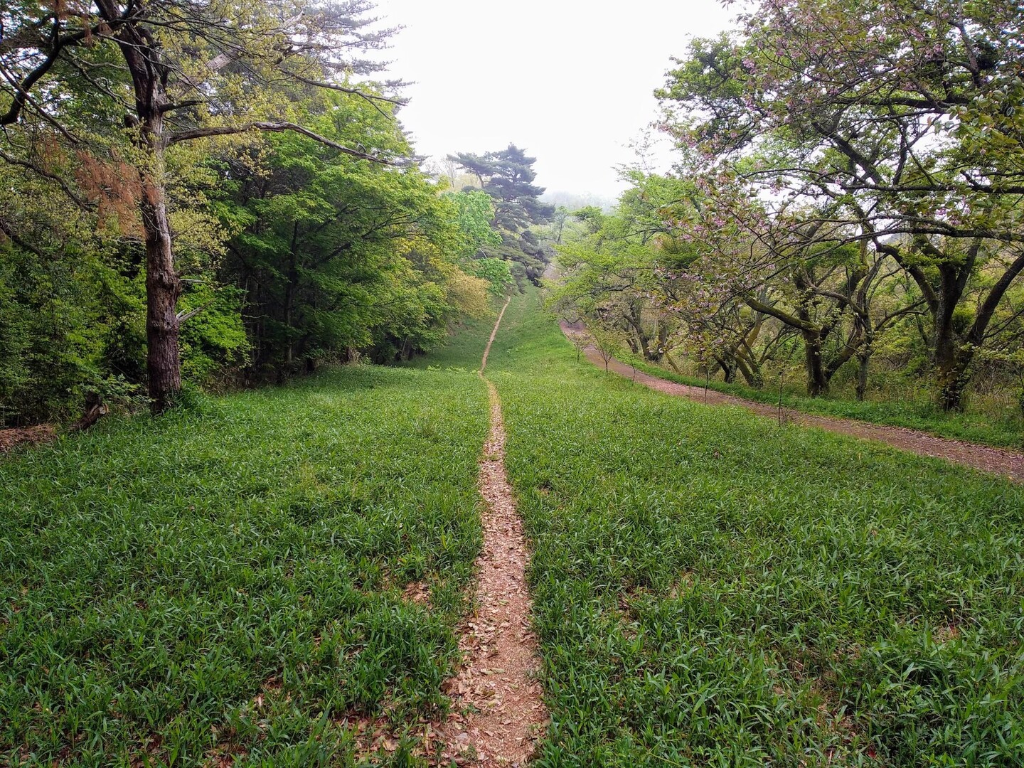 大麻山～琴平山 野鳥囀る尾根道歩き / やまとけいさんのモーメント | YAMAP / ヤマップ