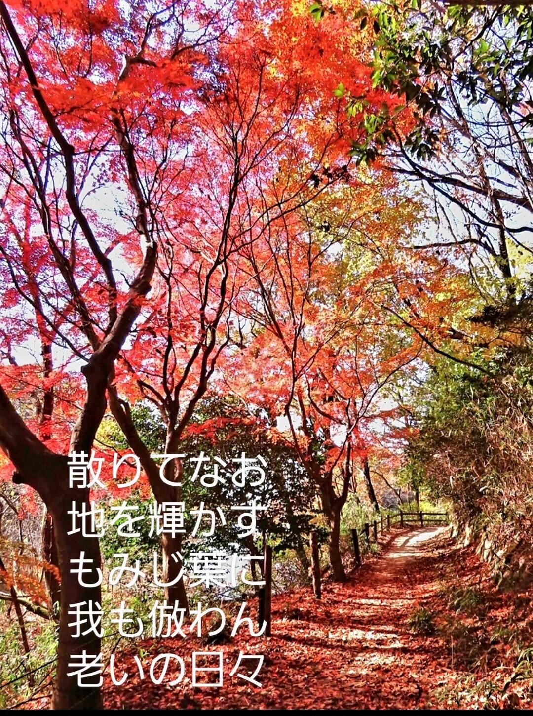 HIROさんが白旗池沿いの紅葉の美しい写... / 姫花さんのモーメント | YAMAP / ヤマップ