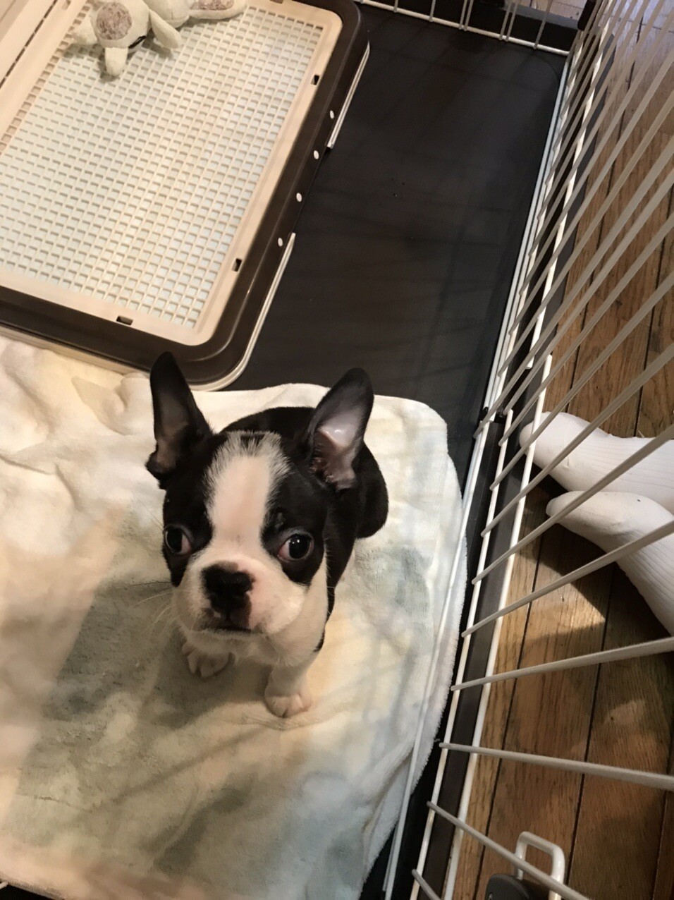 5月8日 この子が家族になりました。 ... / ISOさんのモーメント | YAMAP / ヤマップ