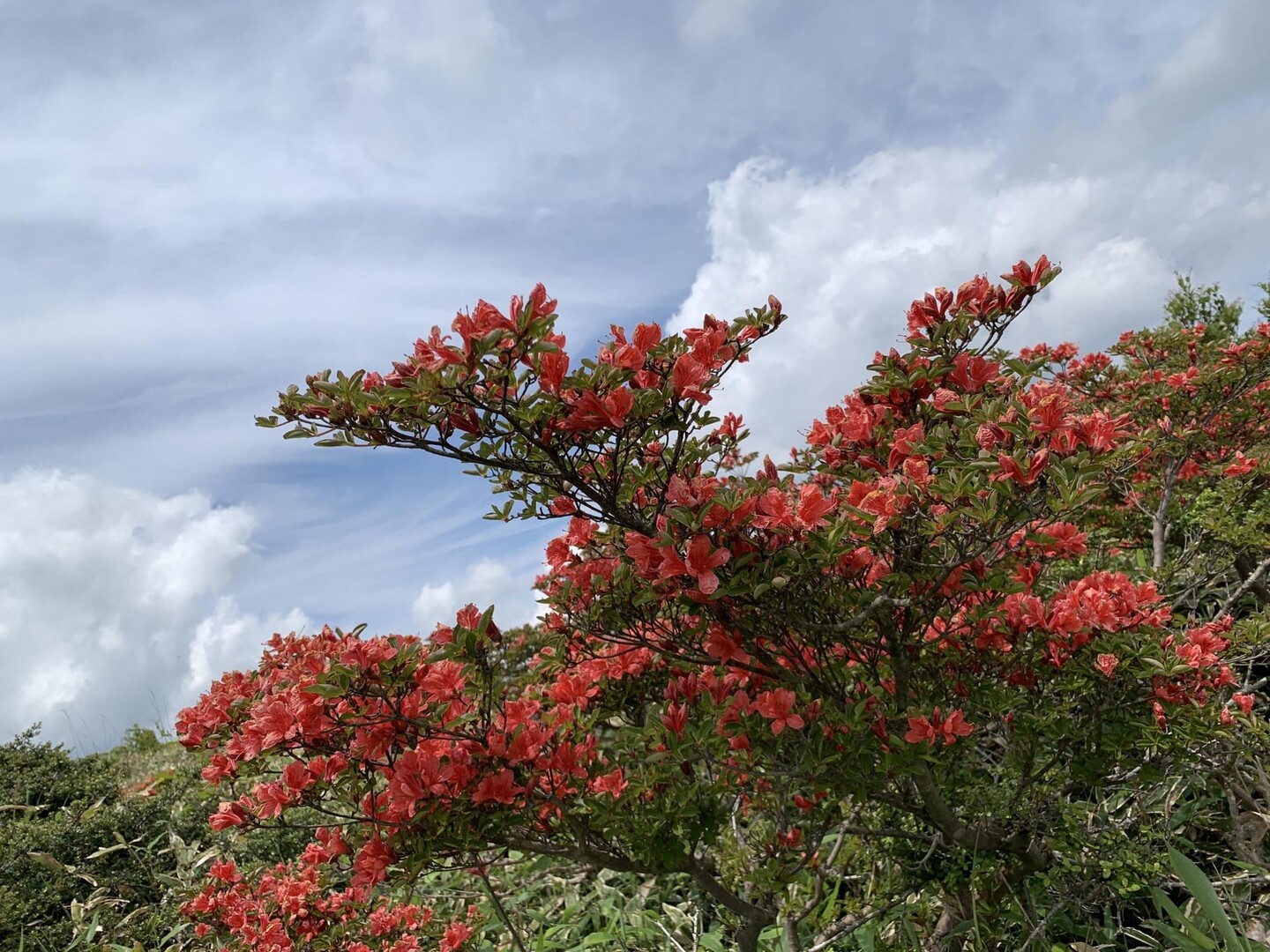 2nd 天山・雨山 ️ / tomiさんの天山の活動日記 | YAMAP / ヤマップ