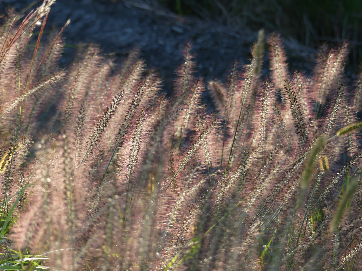 鎌倉寺山 ①ひろしま北里山キングパート2 / KAZU3さんの白木山・高松山・鬼ヶ城山の活動データ | YAMAP / ヤマップ