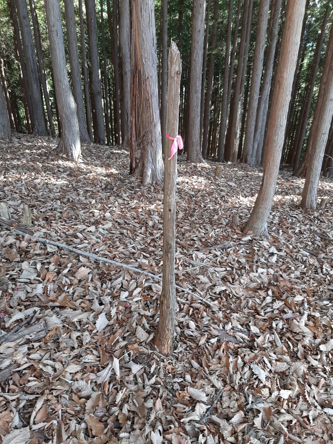 Minoruさんの投稿したフィールドメモ | YAMAP / ヤマップ