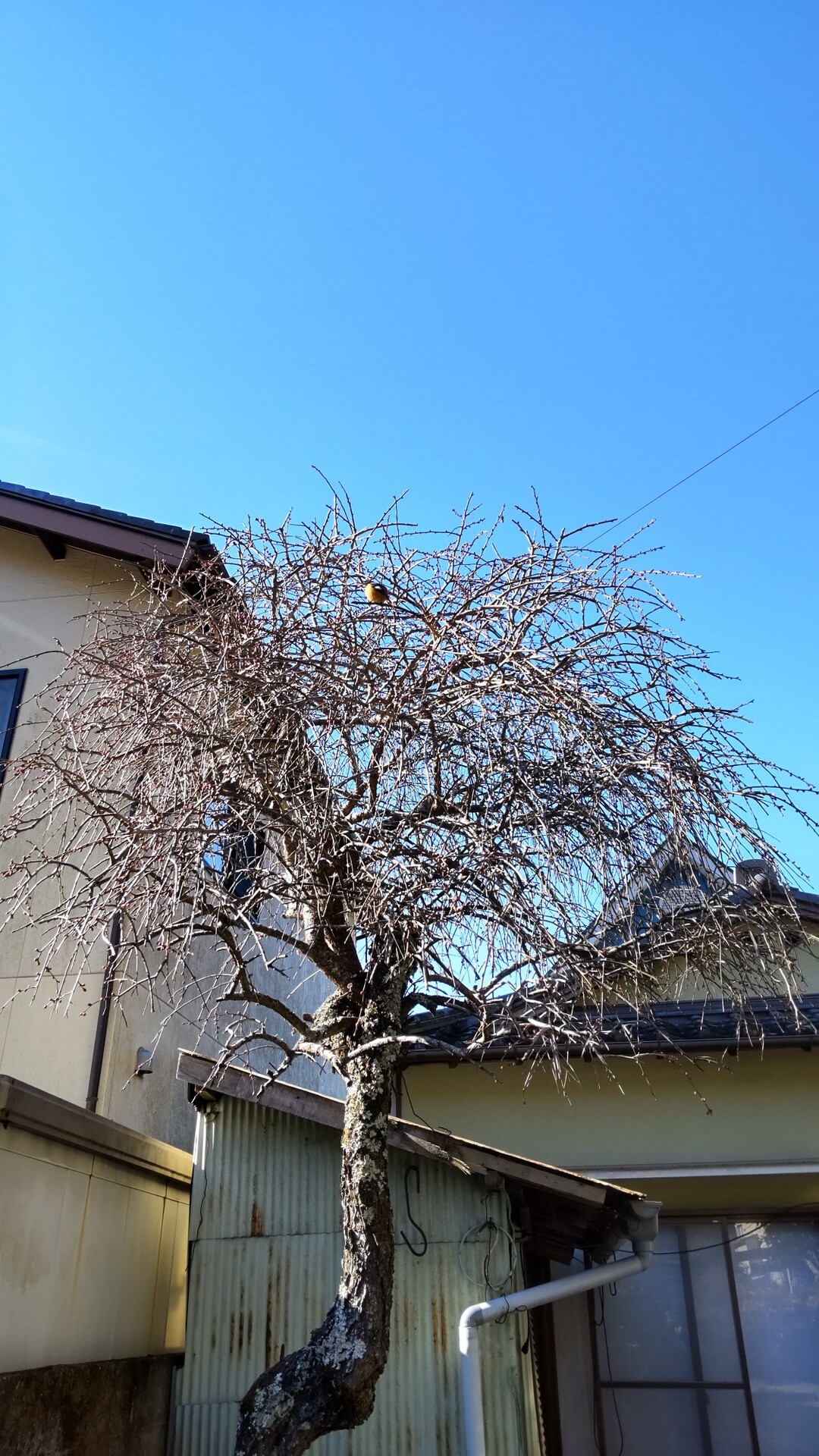 寒さが身にしみる冬もようやく終わりですね... / Ichi ro さんのモーメント | YAMAP / ヤマップ