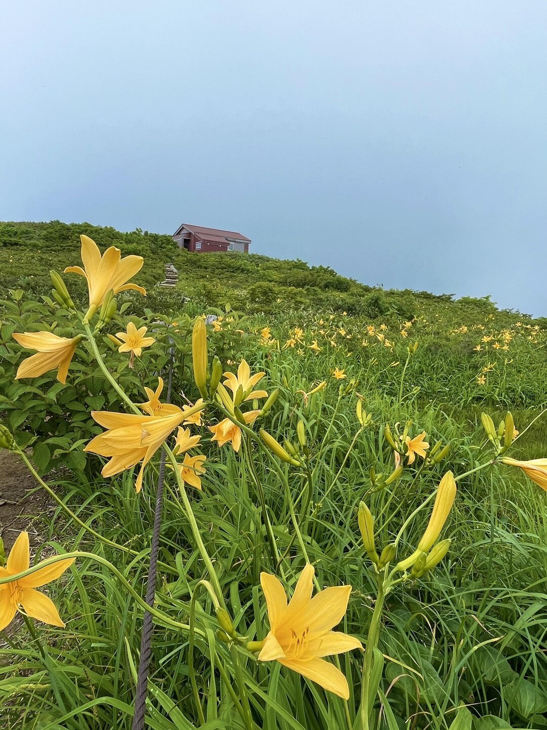 「赤兎山」湿原はニッコウキスゲのお花畑 ️ / kei.keiさんの赤兎山・猪鼻山の活動データ | YAMAP / ヤマップ