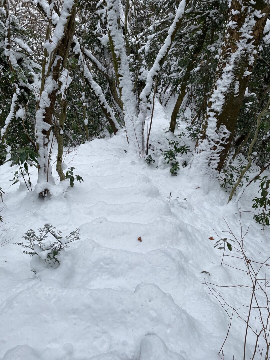 雪の九千部山 / 130Kさんの天拝山・基山の活動データ | YAMAP / ヤマップ