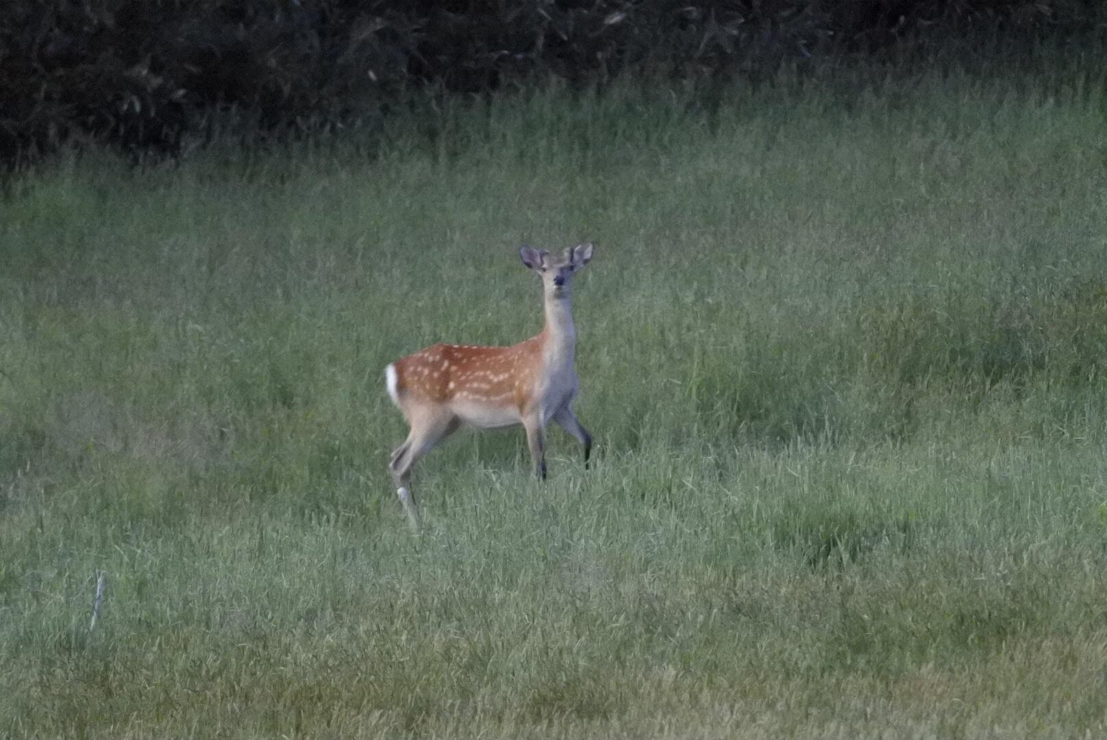 白旗山-2023-06-14 / dadswebさんの白旗山の活動データ | YAMAP / ヤマップ