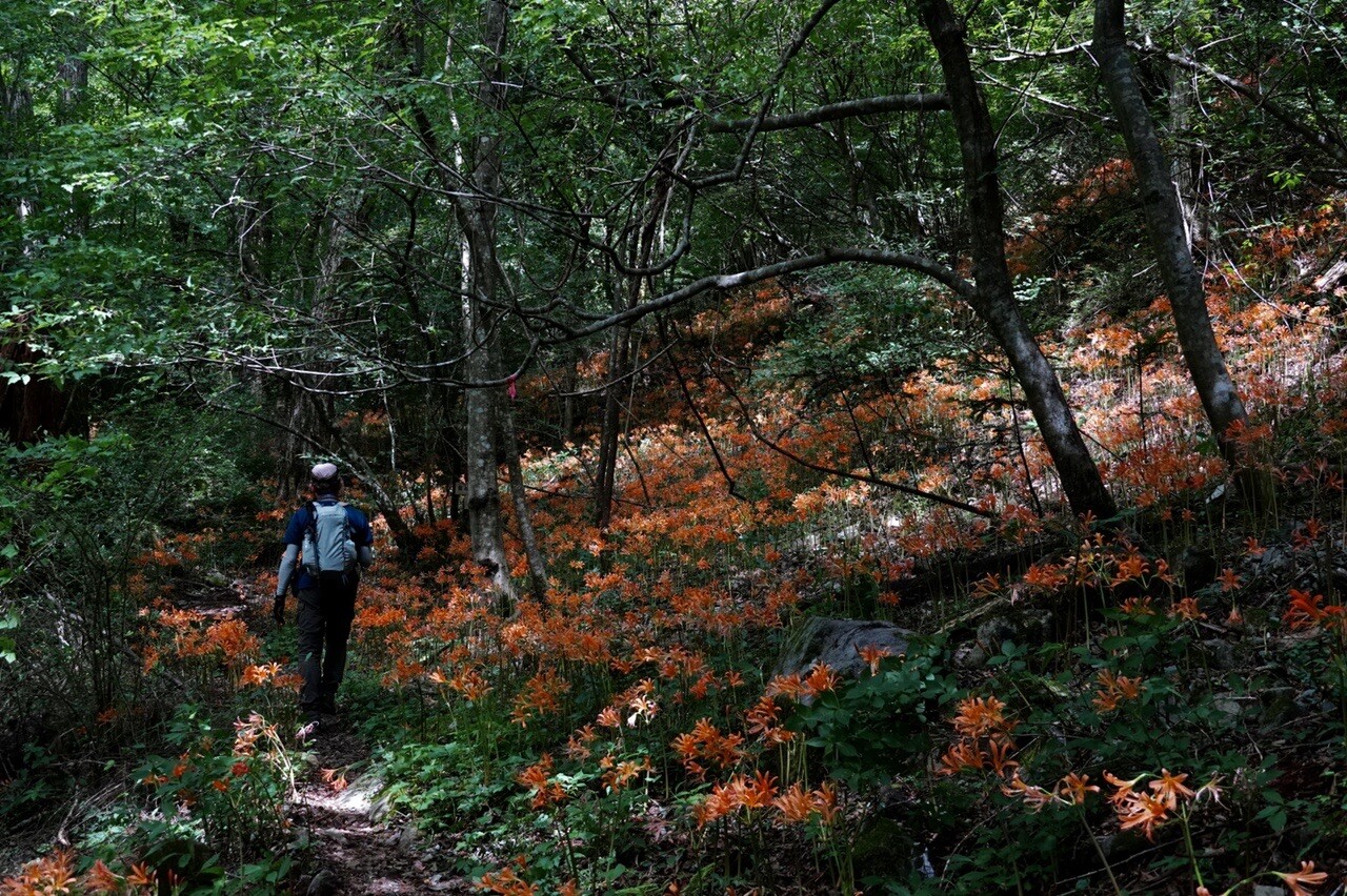 御前岳(権現岳) / hirajunさんの釈迦岳・御前岳の活動データ | YAMAP / ヤマップ