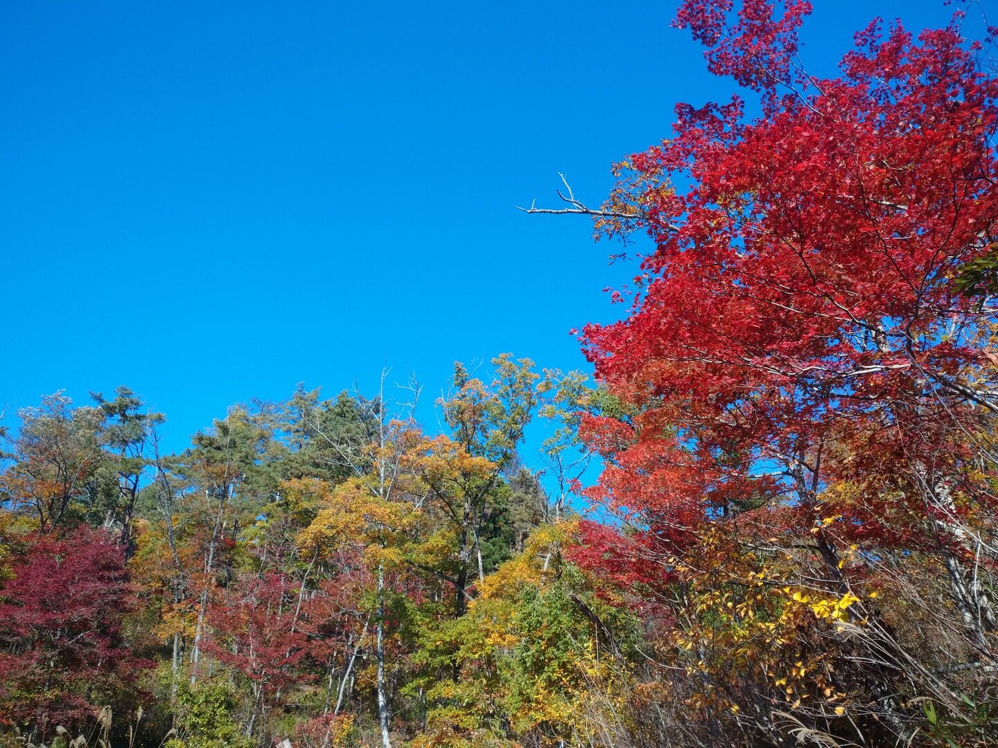 真人山・金峰山・女亀森・男亀森 / Curious George さんの金峰山・男亀森・女亀森・真人山の活動データ | YAMAP / ヤマップ