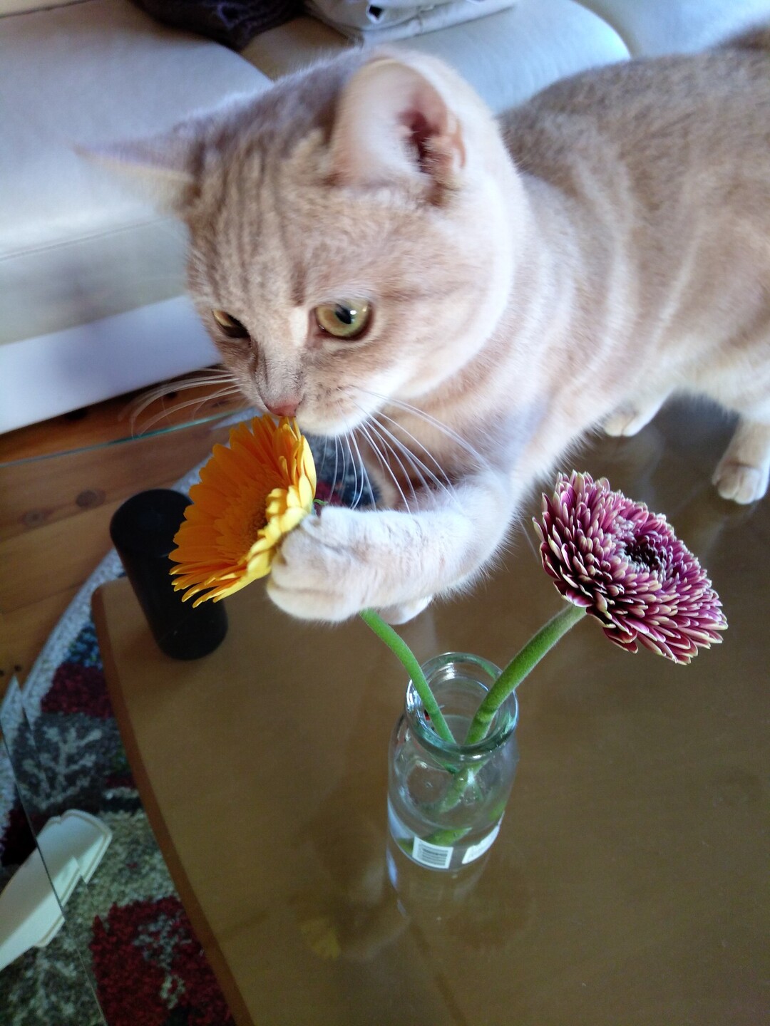 natyuのページ | YAMAP / ヤマップ