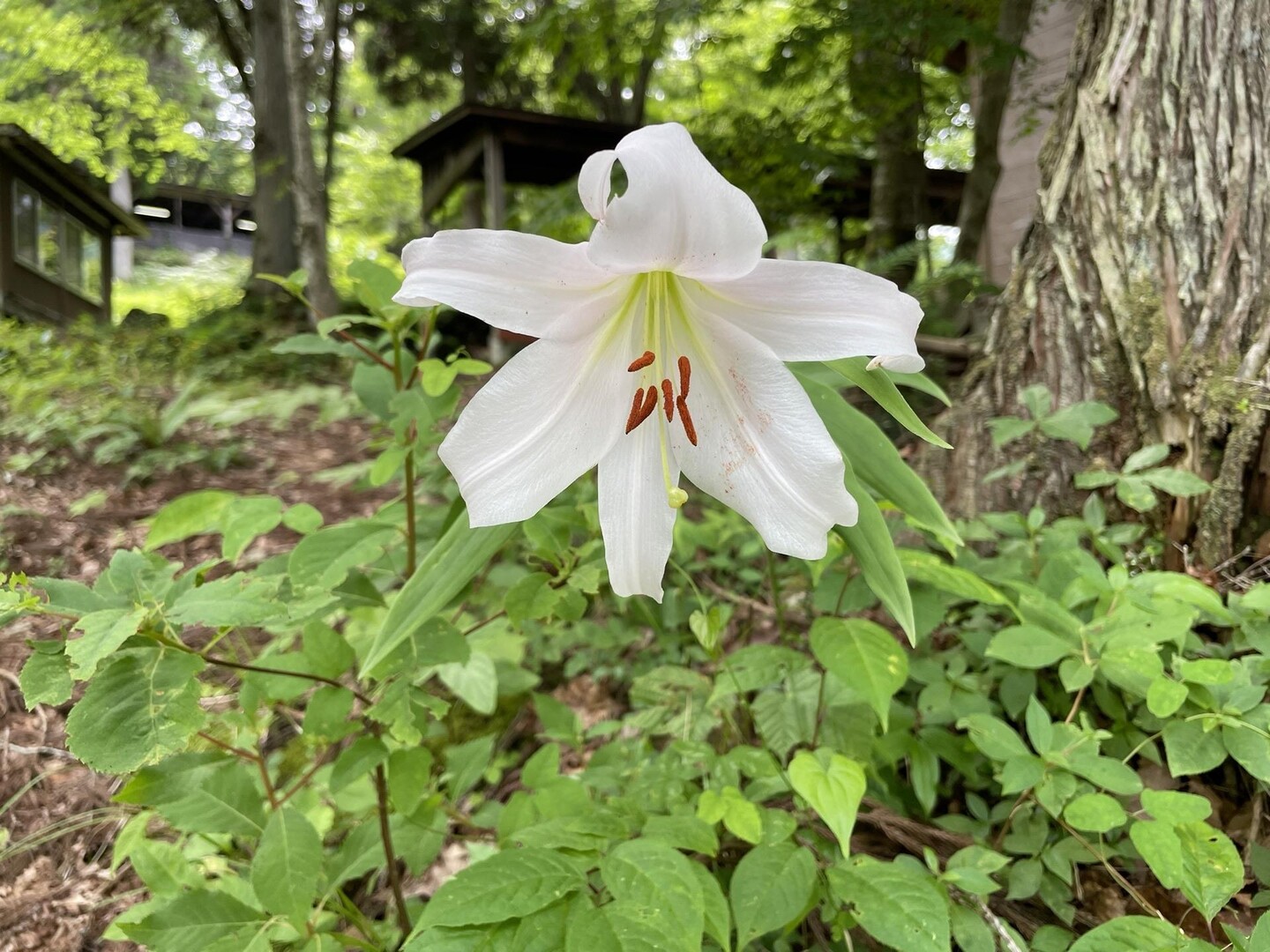 母袋烏帽子岳-2023-06-18 / AYAさんの母袋烏帽子岳の活動データ | YAMAP / ヤマップ