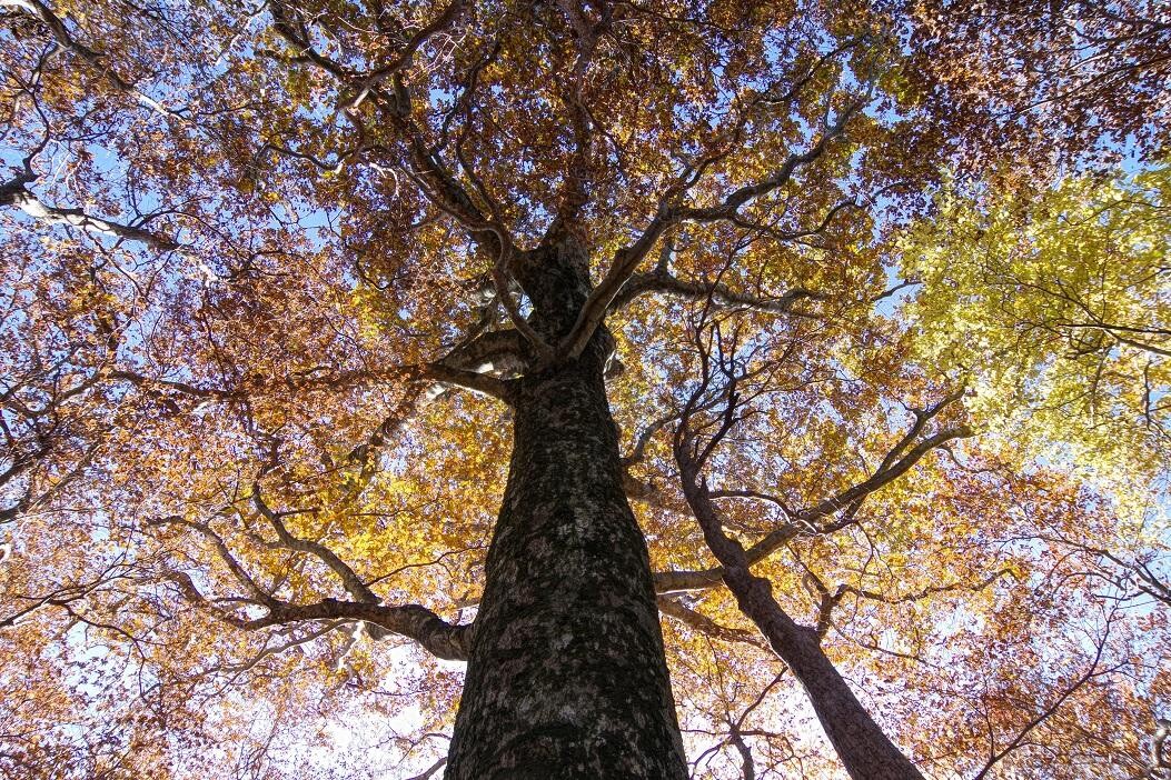迷岳🍂 / ida☆tennさんの迷岳・白倉山・古ヶ丸山の活動データ | YAMAP / ヤマップ