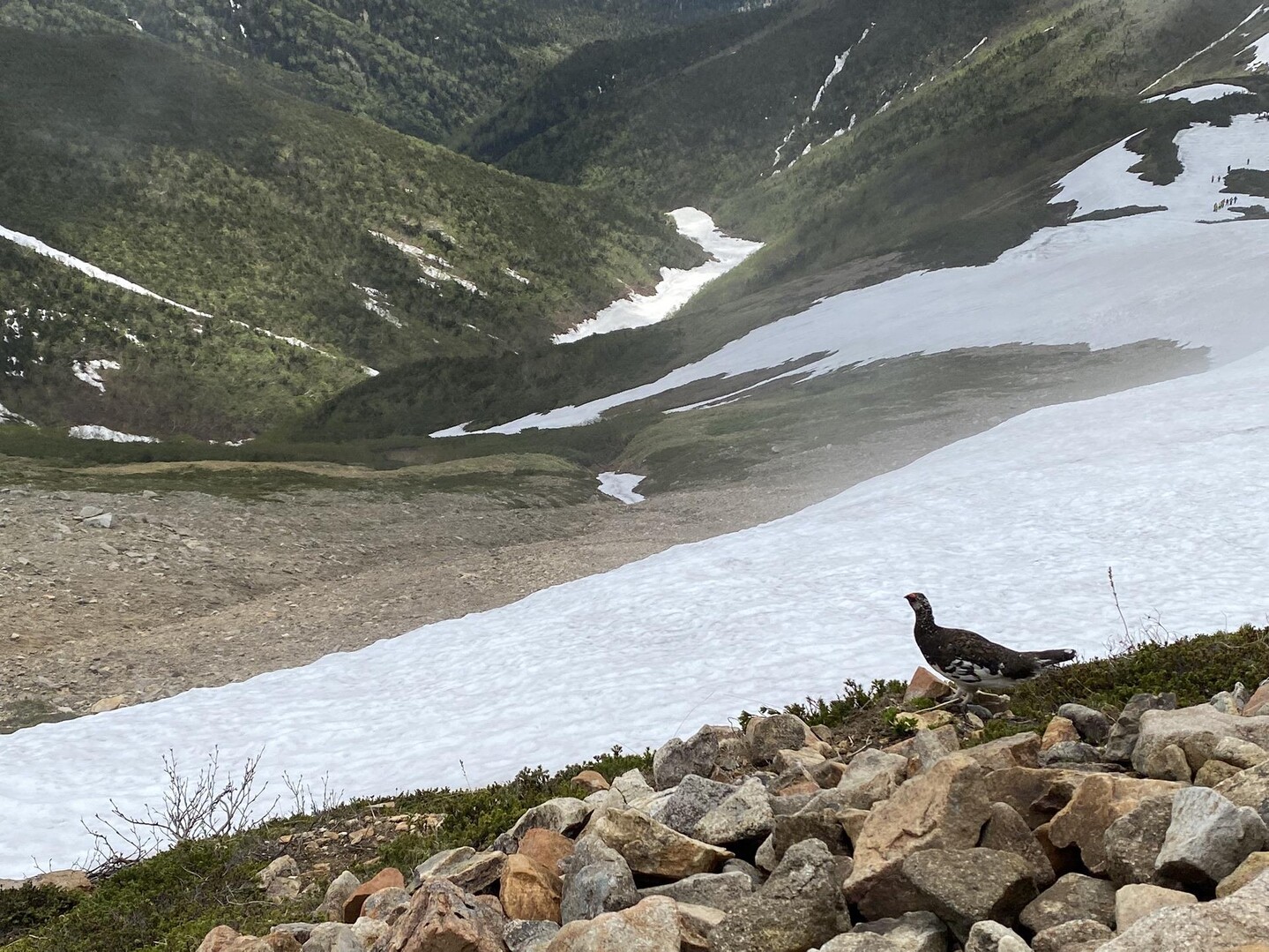 薬師岳 / yakataさんの水晶岳・薬師岳・黒部五郎岳・鷲羽岳・三俣蓮華岳・湯俣の活動データ | YAMAP / ヤマップ