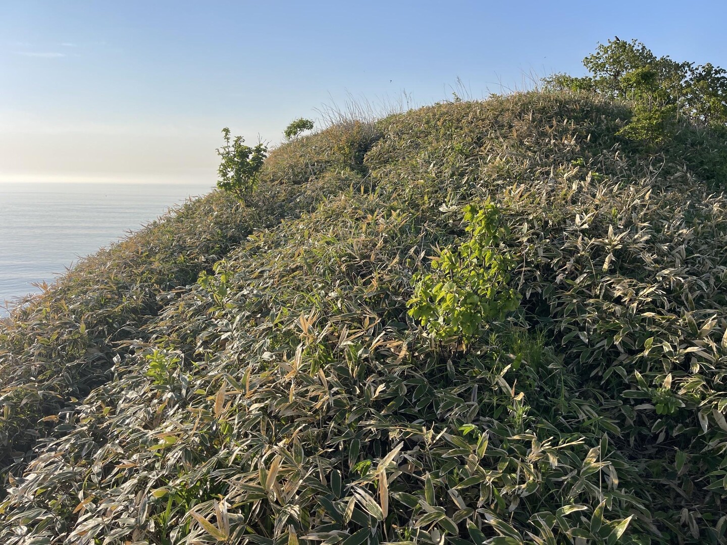 絶景が楽しめるイタンキ山(栄富士) / DDT-EXさんの測量山・母恋富士の活動データ | YAMAP / ヤマップ