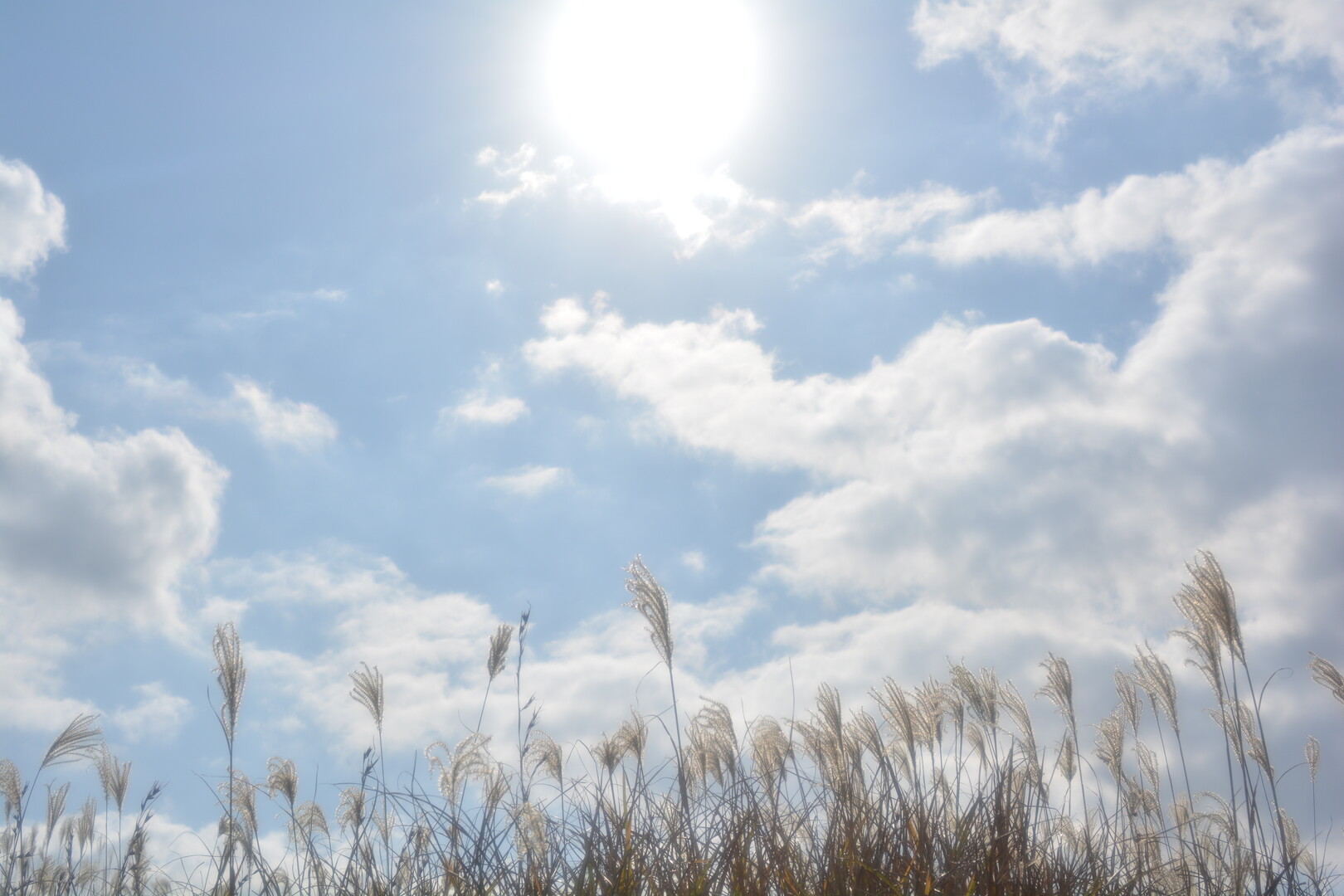 若竹山〜冠山〜地獄台 ススキ / chobeeさんの秋吉台の活動データ | YAMAP / ヤマップ