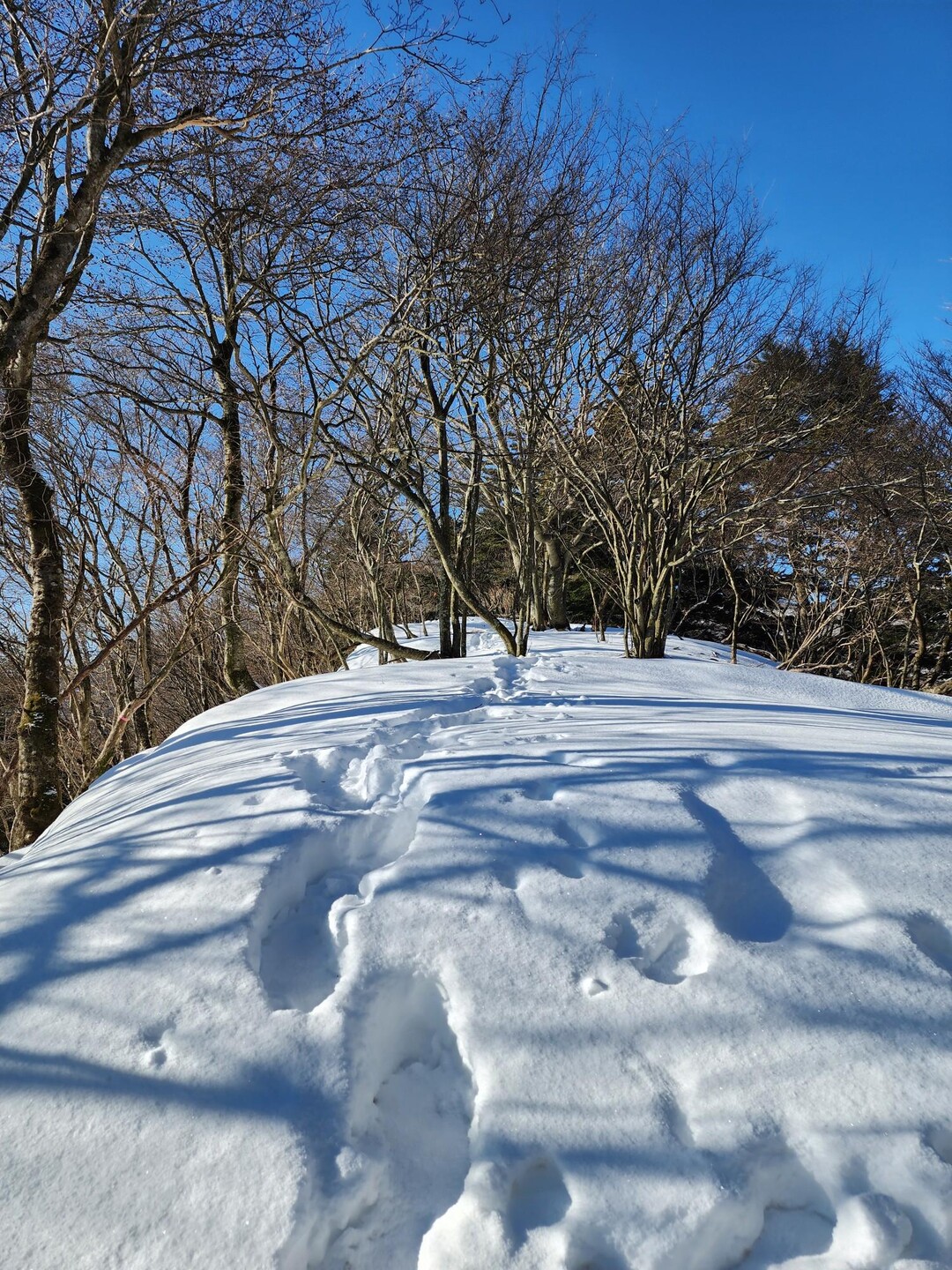 三峰山(大山三峰山)・七沢山 / mtc0190さんの大山の活動データ | YAMAP / ヤマップ