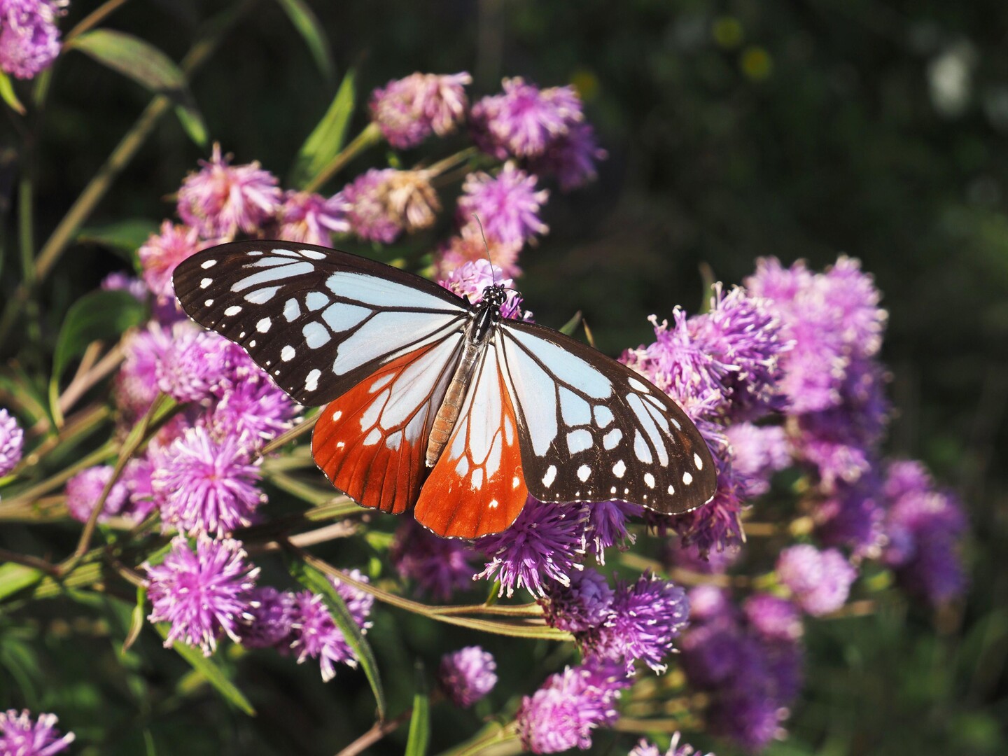 秋の四国カルス 花散策 Part Ⅱ🌼 / アカリプタさんの源氏ヶ駄場の活動データ | YAMAP / ヤマップ
