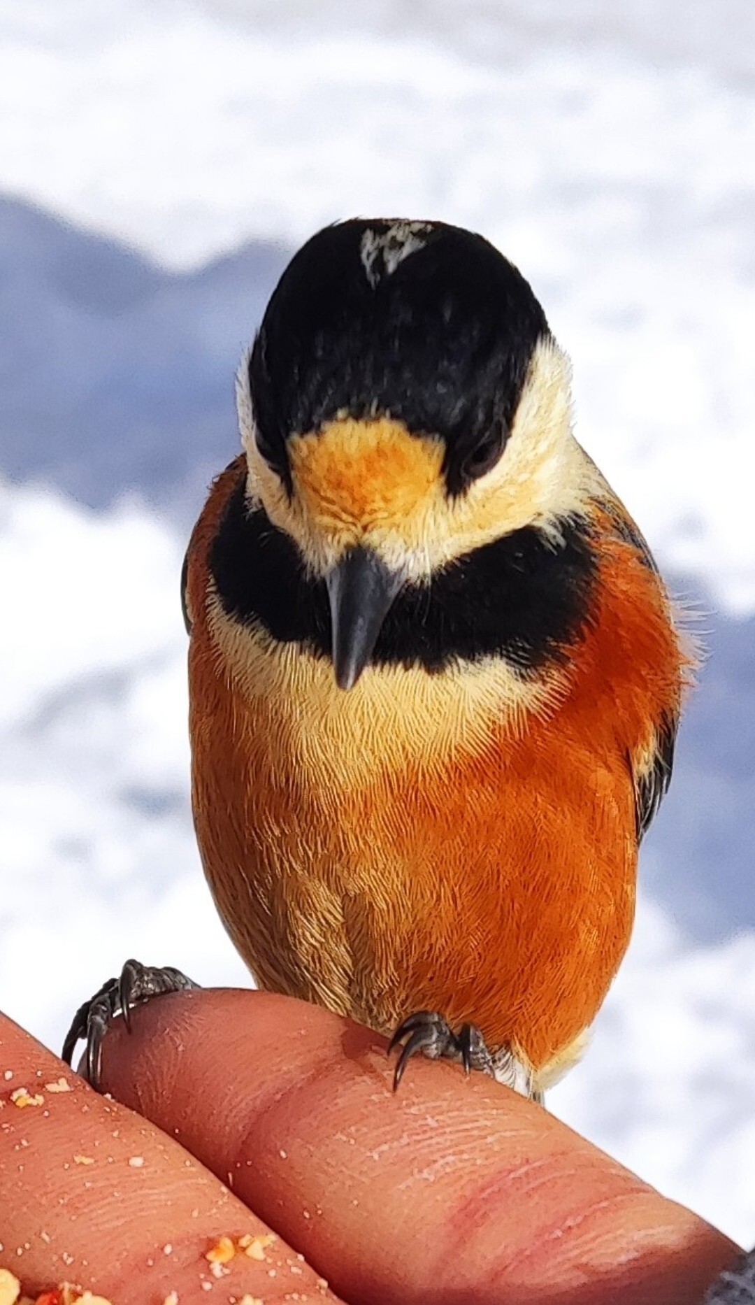 夢というか… 念願叶いました(*´ω`... / みっちーさんのモーメント | YAMAP / ヤマップ