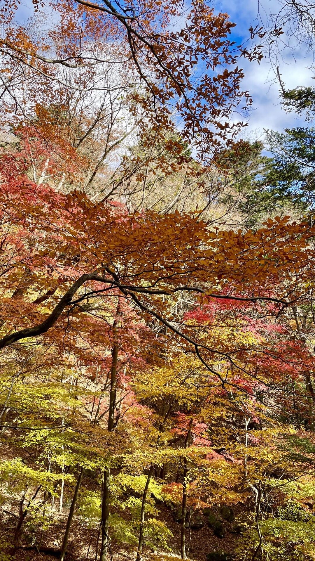 11/26紅葉終了間近の西丹沢VCから檜洞丸 / Takaharuさんの塔ノ岳・丹沢山・蛭ヶ岳の活動データ | YAMAP / ヤマップ
