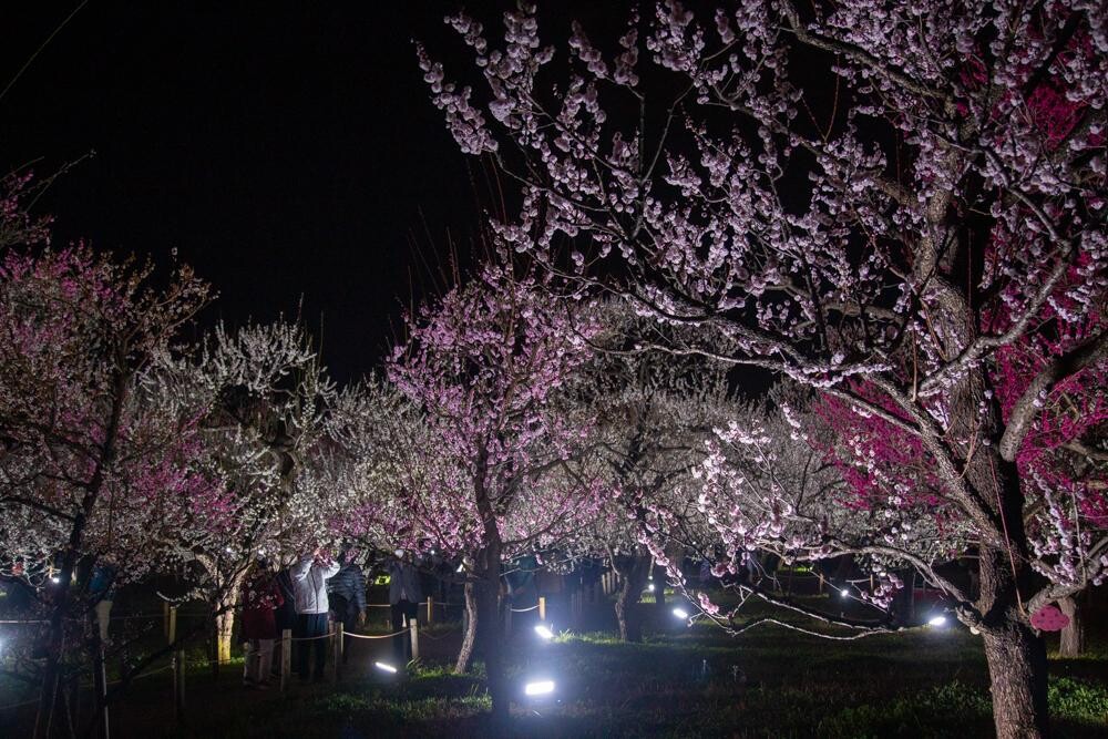 先日に昼間の梅まつりの写真を投稿しました... / Kei2022さんのモーメント | YAMAP / ヤマップ