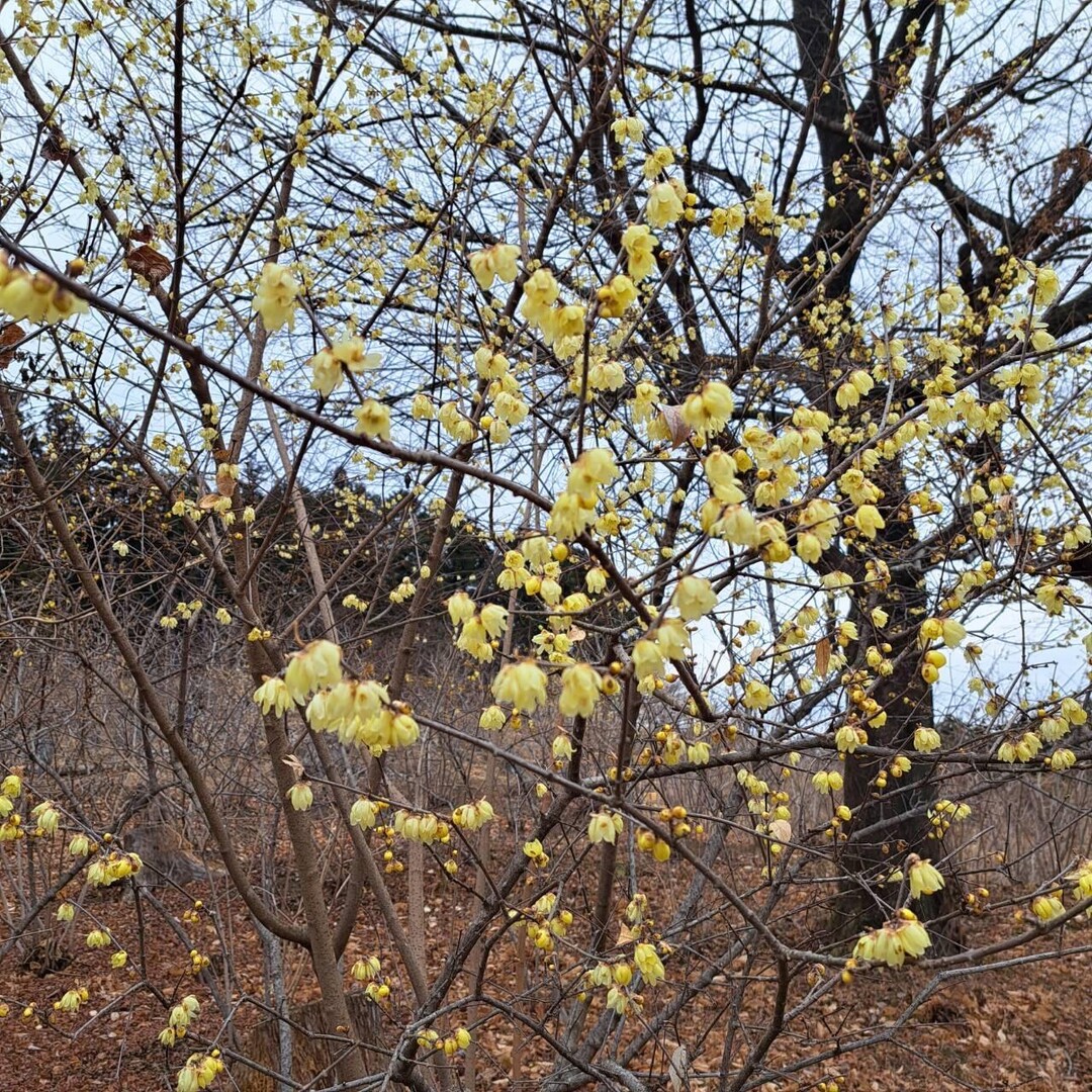 宝登山（長瀞アルプス） / FD3Sさんの宝登山・長瀞アルプス・不動山・陣見山・鐘撞堂山の活動データ | YAMAP / ヤマップ