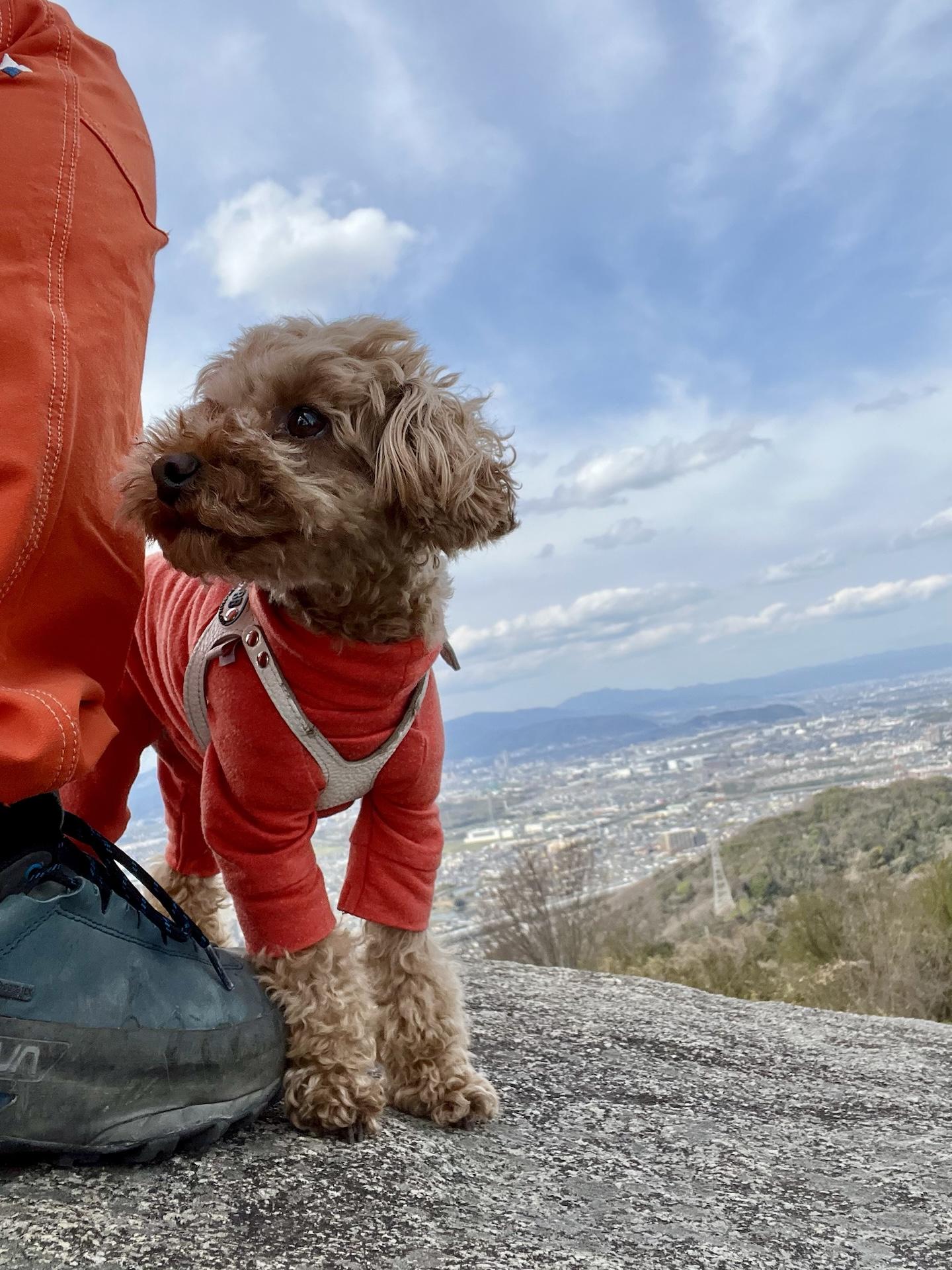 国見山～交野三山🐶with my dog / Jo999さんの交野山・国見山の活動データ | YAMAP / ヤマップ