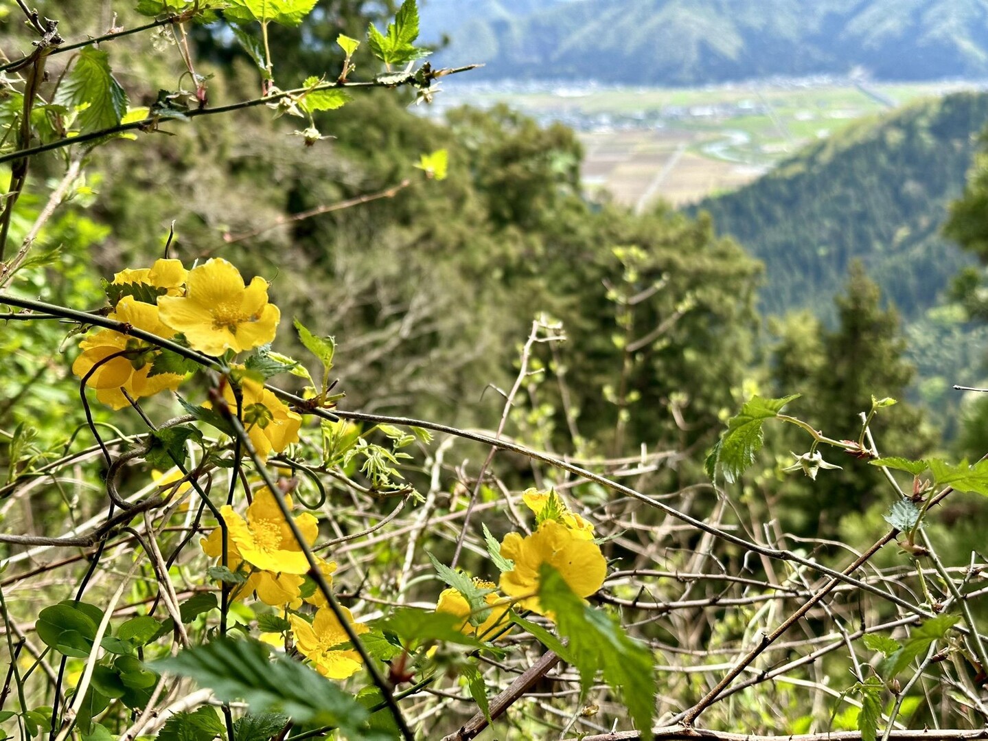ハーフMJ〜文殊山縦走コース / りゅうパパさんの文殊山の活動データ | YAMAP / ヤマップ