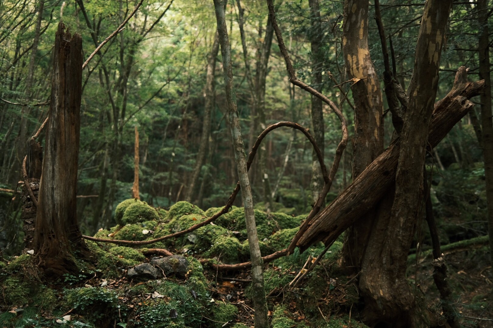 山犬獄・西峰 / bessanさんの山犬嶽の活動データ | YAMAP / ヤマップ