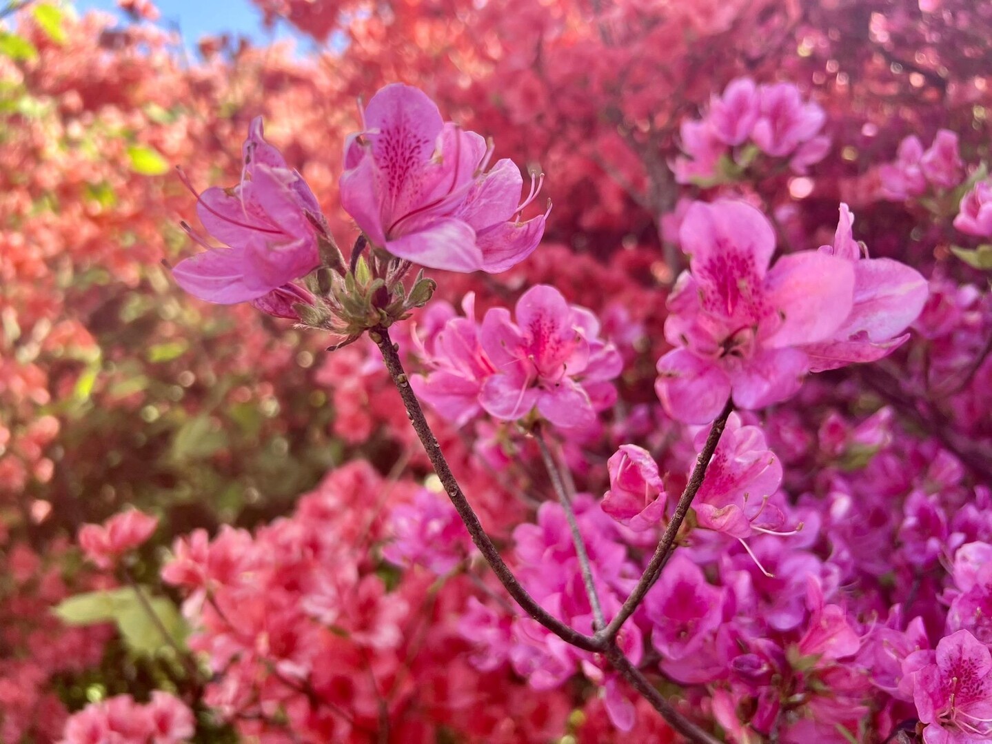 今週もツツジ🌺大和葛城山 / moboさんの金剛山・二上山・大和葛城山の活動データ | YAMAP / ヤマップ