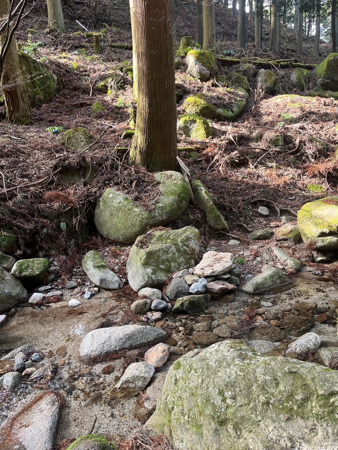 nekodakeさんの投稿したフィールドメモ | YAMAP / ヤマップ
