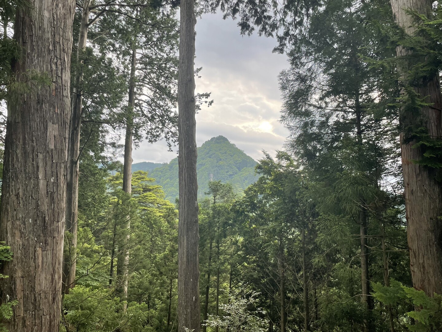 【熊に遭遇‼︎奥多摩縦走（後半）】都民の森〜三頭山〜御前山〜大岳山〜御嶽山〜日の出山〜武蔵五日市駅 三頭山・槇寄山・土俵岳の写真34枚目