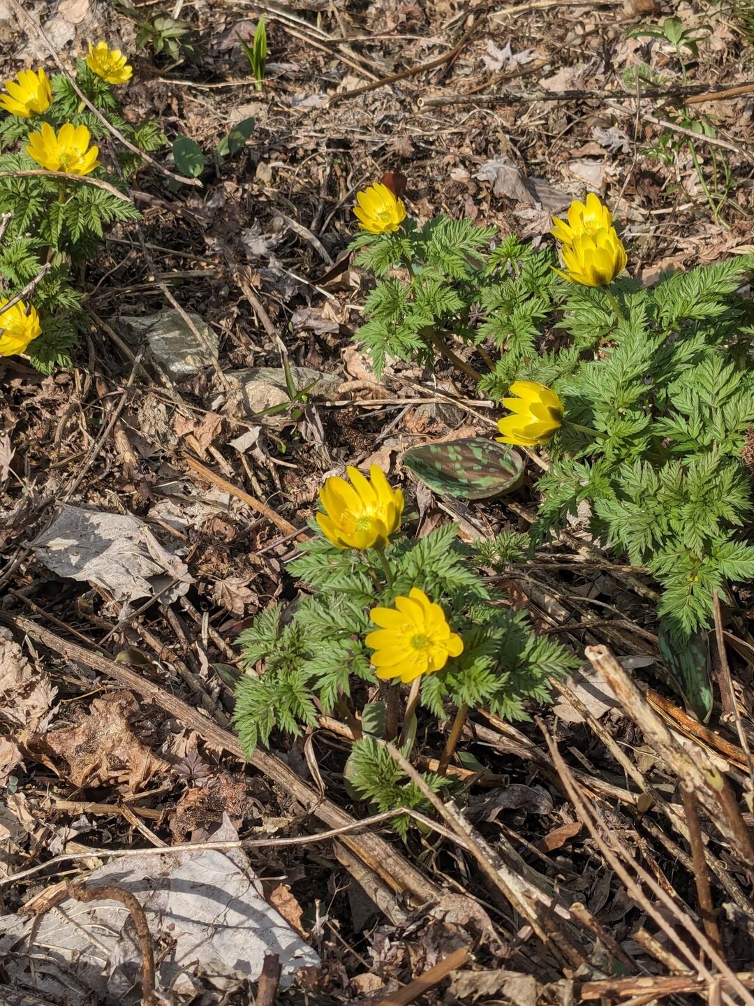 福寿草と雪割草 / milkyさんの高清水山・高落場山・八乙女山の活動データ | YAMAP / ヤマップ