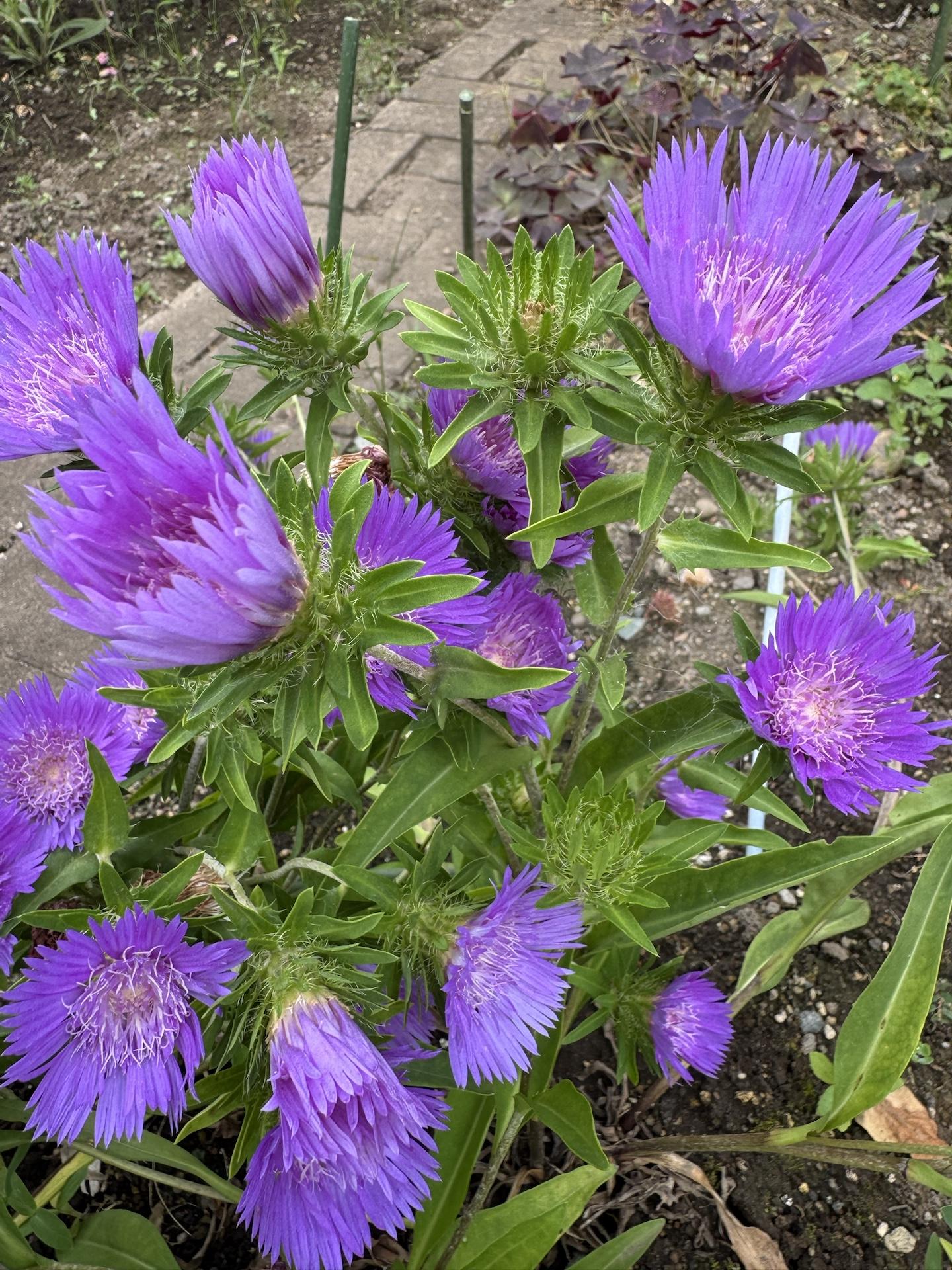 暑くなる前にサボっていた草むしりと剪定。... / ikuさんのモーメント | YAMAP / ヤマップ