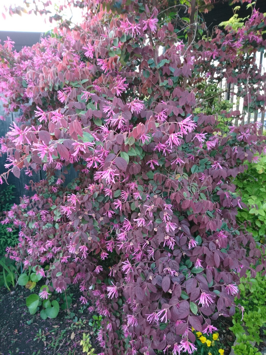 【庭シリーズ①】 ベニバナトキワマンサ... / shoさんのモーメント | YAMAP / ヤマップ