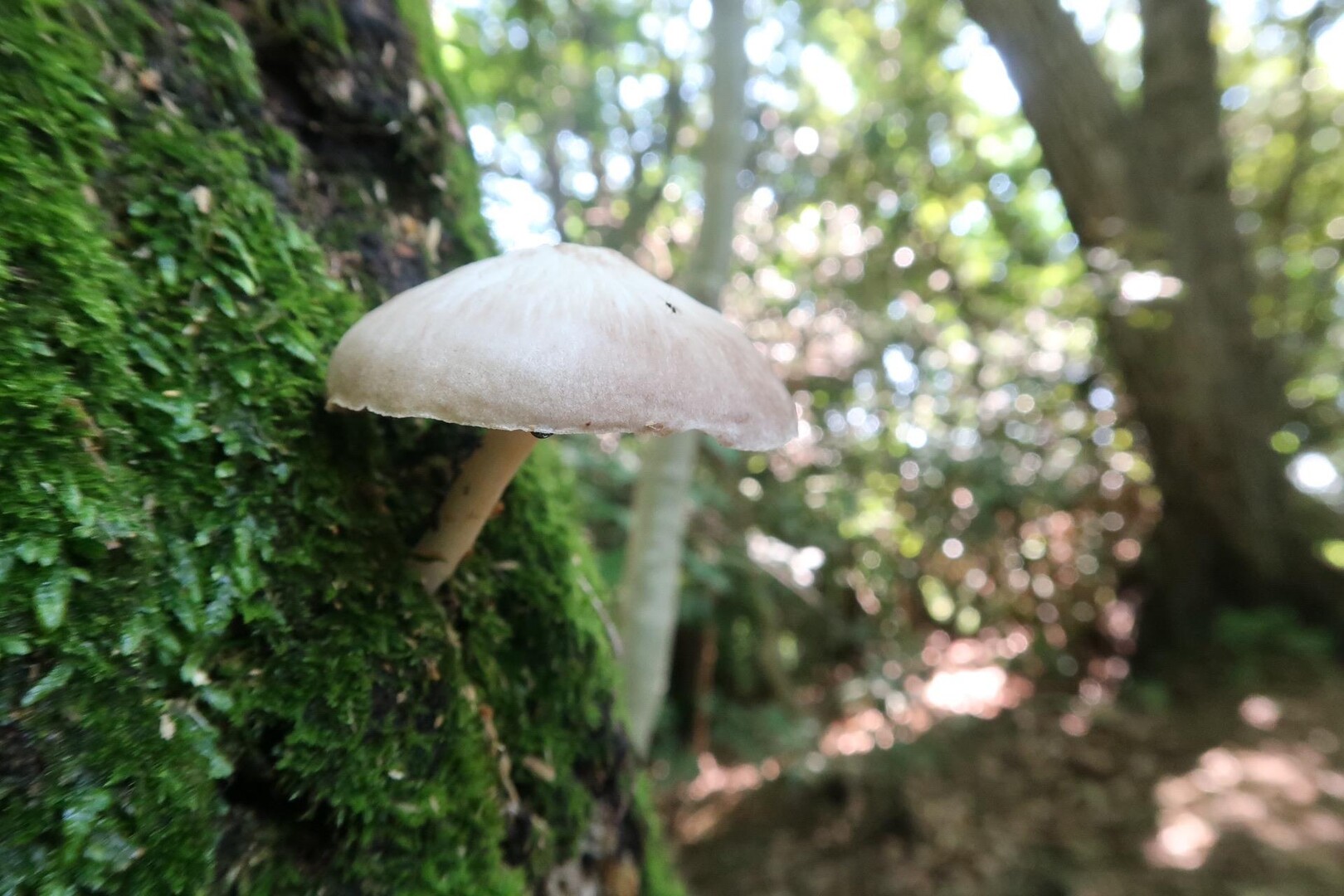 静かな高尾を歩きたい / heeさんの高尾山・陣馬山・景信山の活動データ | YAMAP / ヤマップ