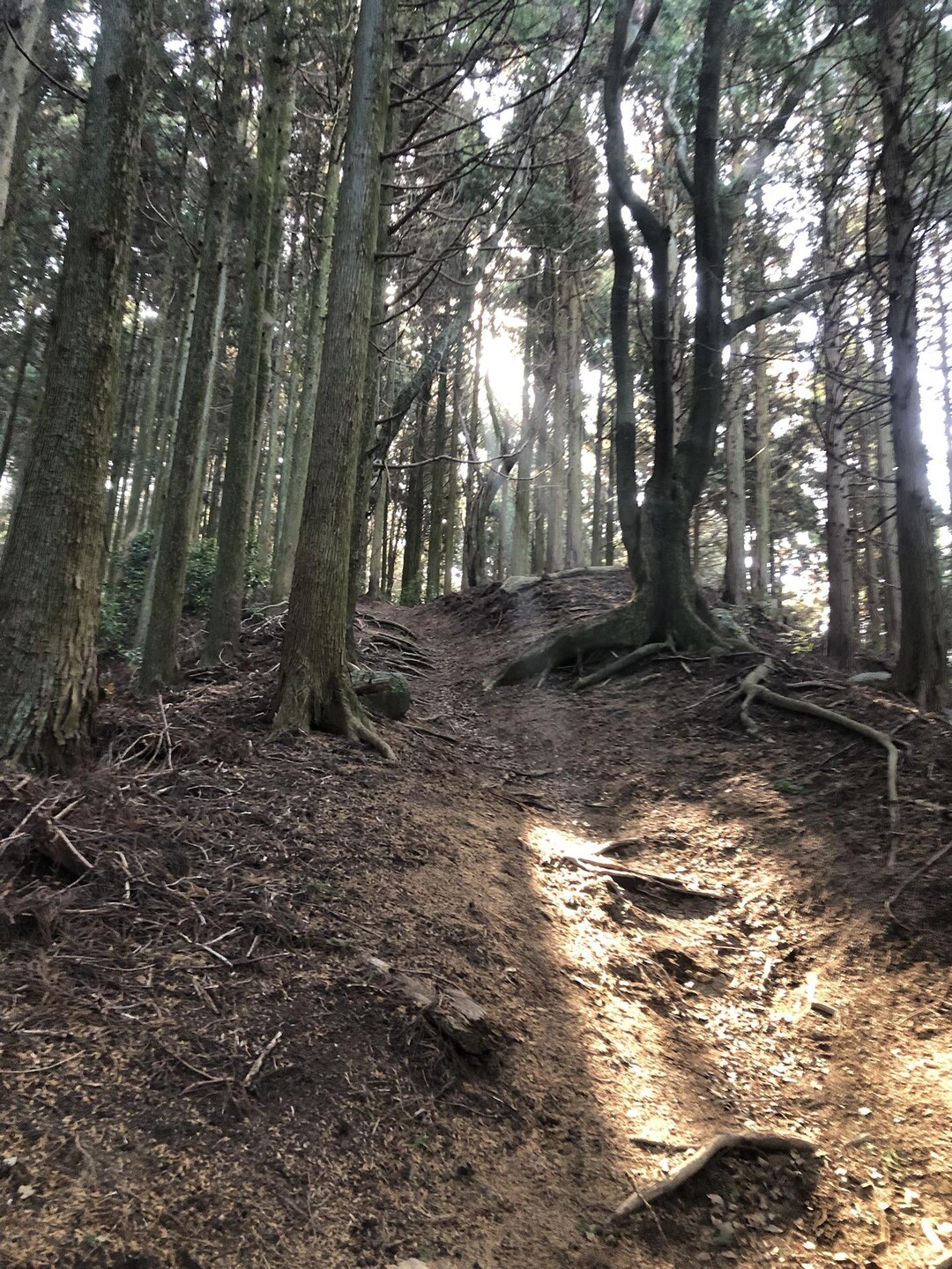 高縄山 / Malorinさんの高縄山・大月山・北三方ヶ森の活動データ | YAMAP / ヤマップ