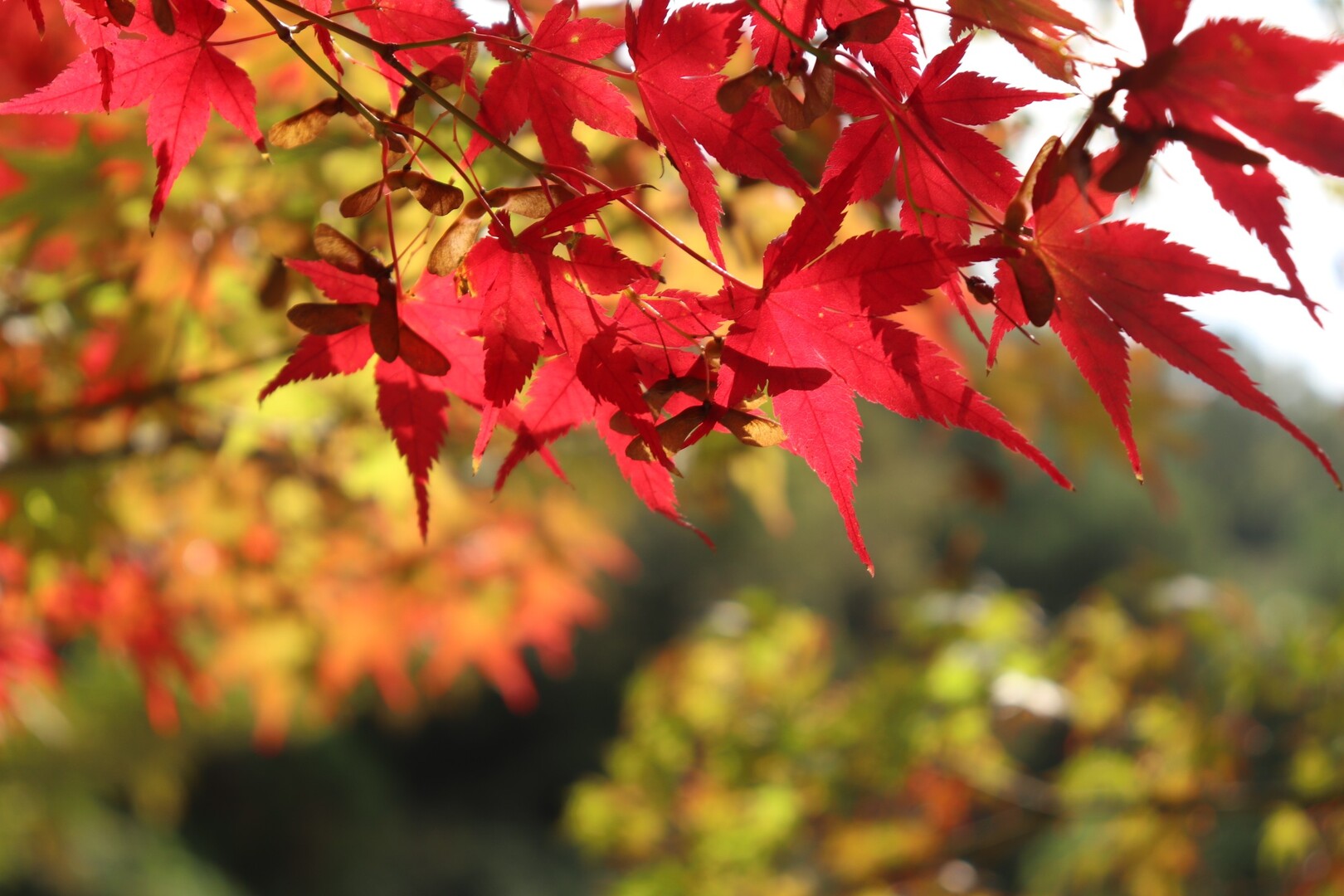 ドライブ兼ねて田原山へ / kohiさんの田原山（鋸山）の活動データ | YAMAP / ヤマップ