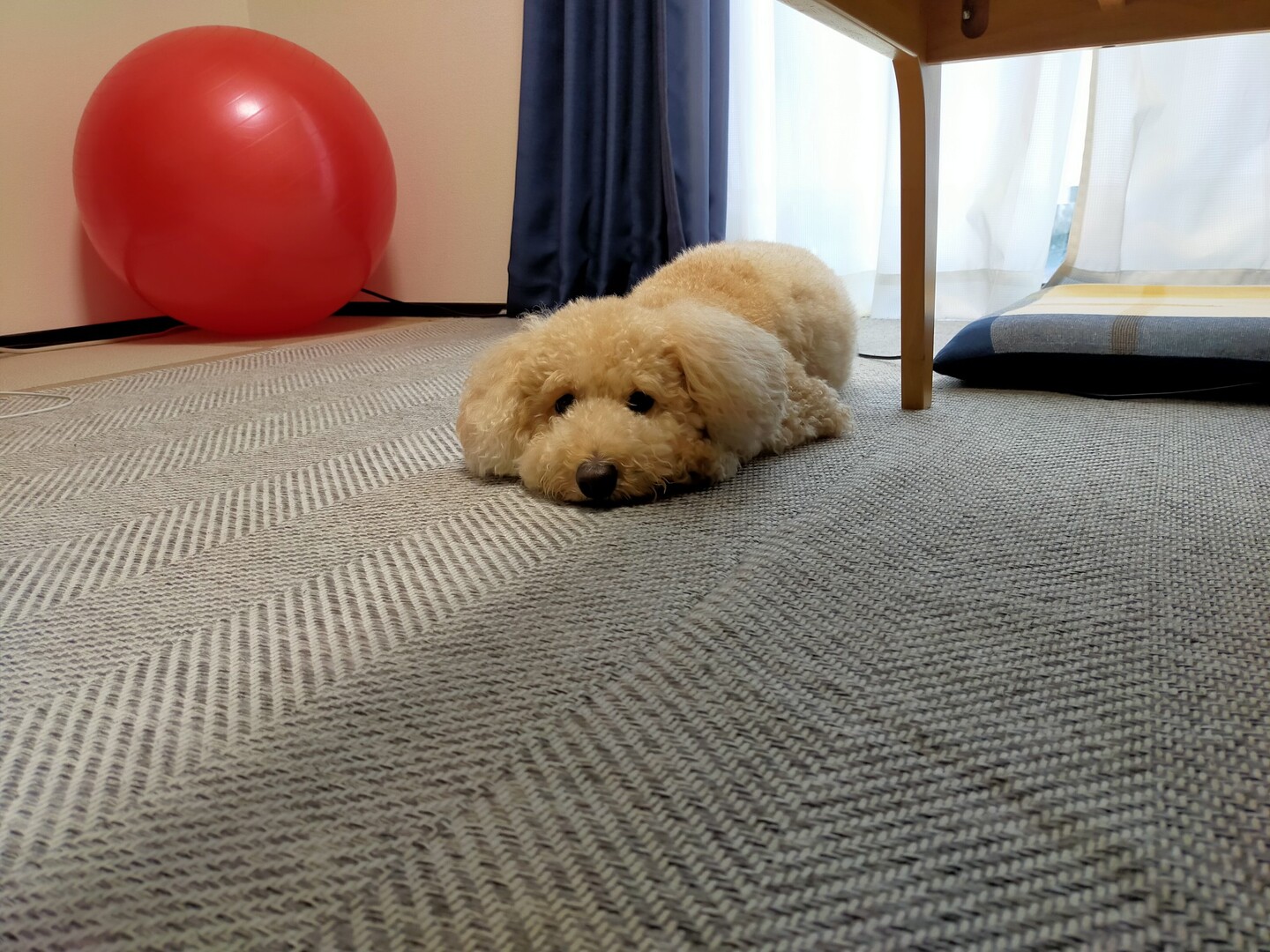 フィーゴのページ | YAMAP / ヤマップ