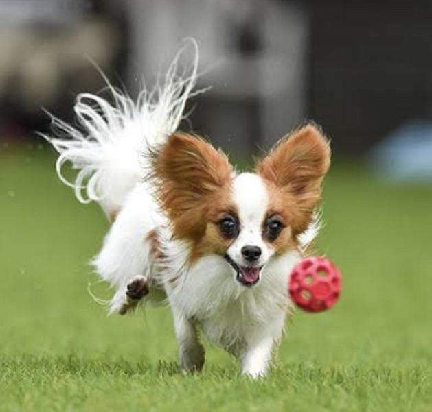 Dog-Runのページ | YAMAP / ヤマップ