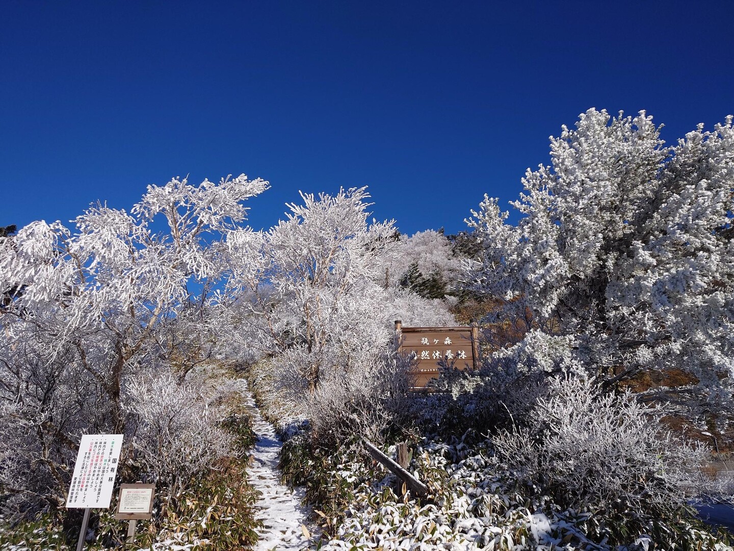 霧氷のUFOライン縦走 2023-11-14 / あやさんの瓶ヶ森・伊予富士の活動日記 | YAMAP / ヤマップ
