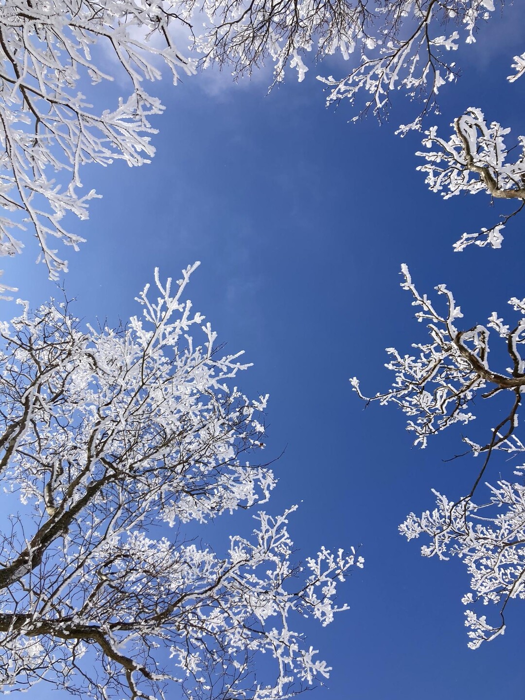 綿向山 / akaneさんの綿向山の活動データ | YAMAP / ヤマップ