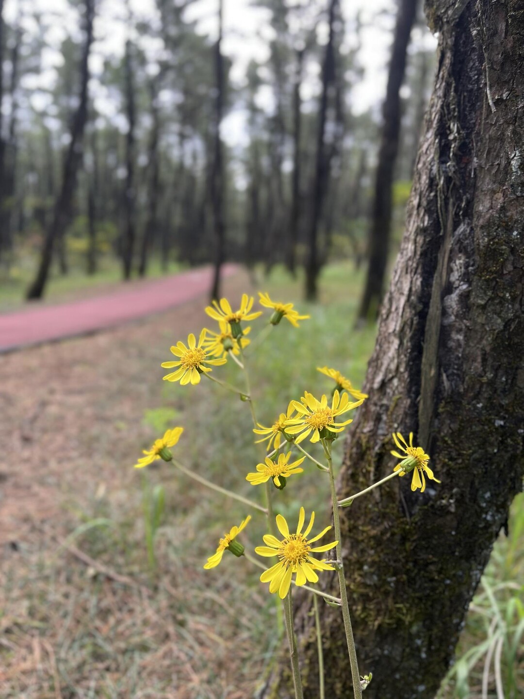 ランニング-2024-12-07 / MADさんのランニングの活動データ | YAMAP / ヤマップ