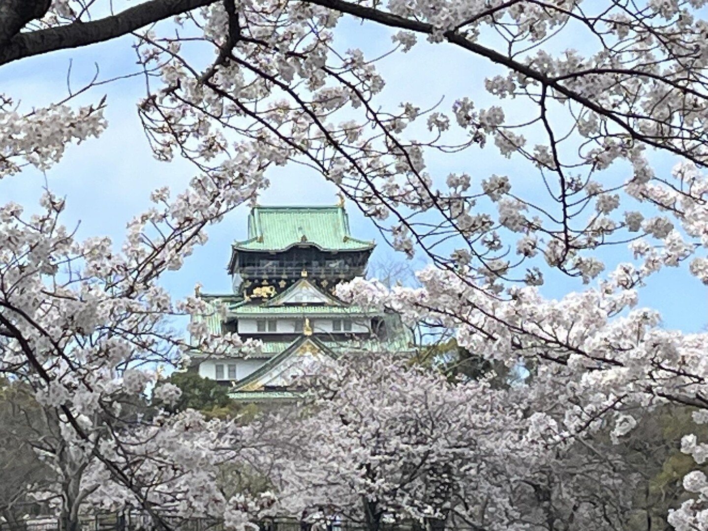 桜満開🌸RUN🏃🏃‍♂️🏃‍♀️... / みいみさんのモーメント | YAMAP / ヤマップ