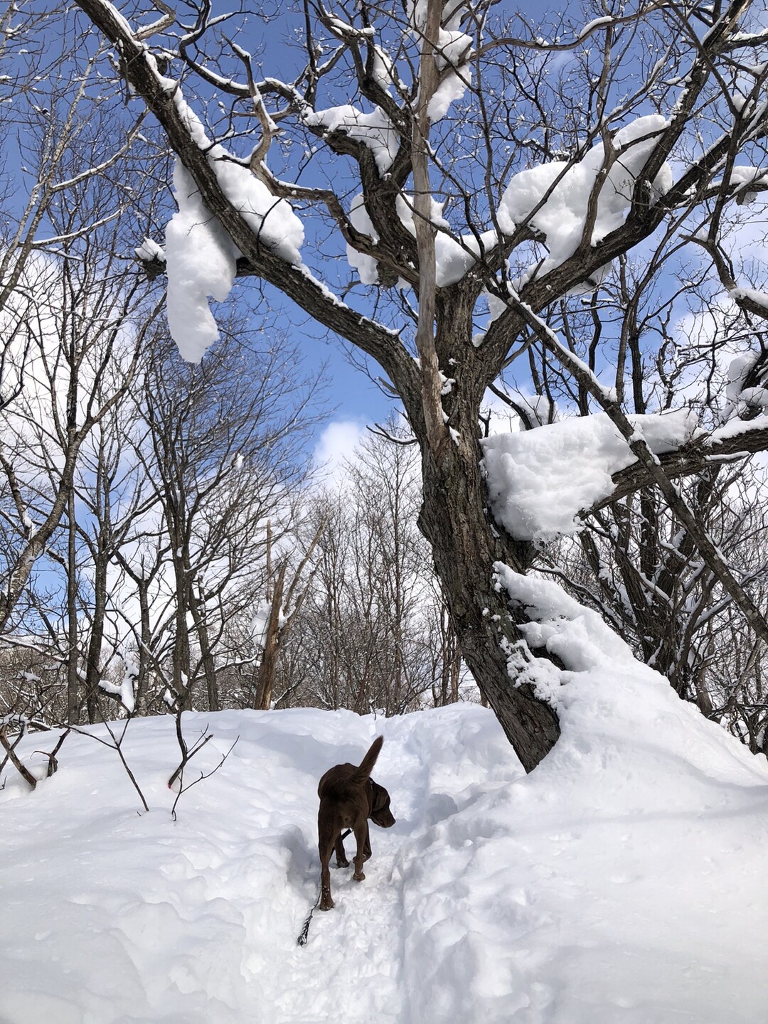 大丸山・来拝山 / piroさんの大辻山・高峰山・来拝山の活動データ | YAMAP / ヤマップ