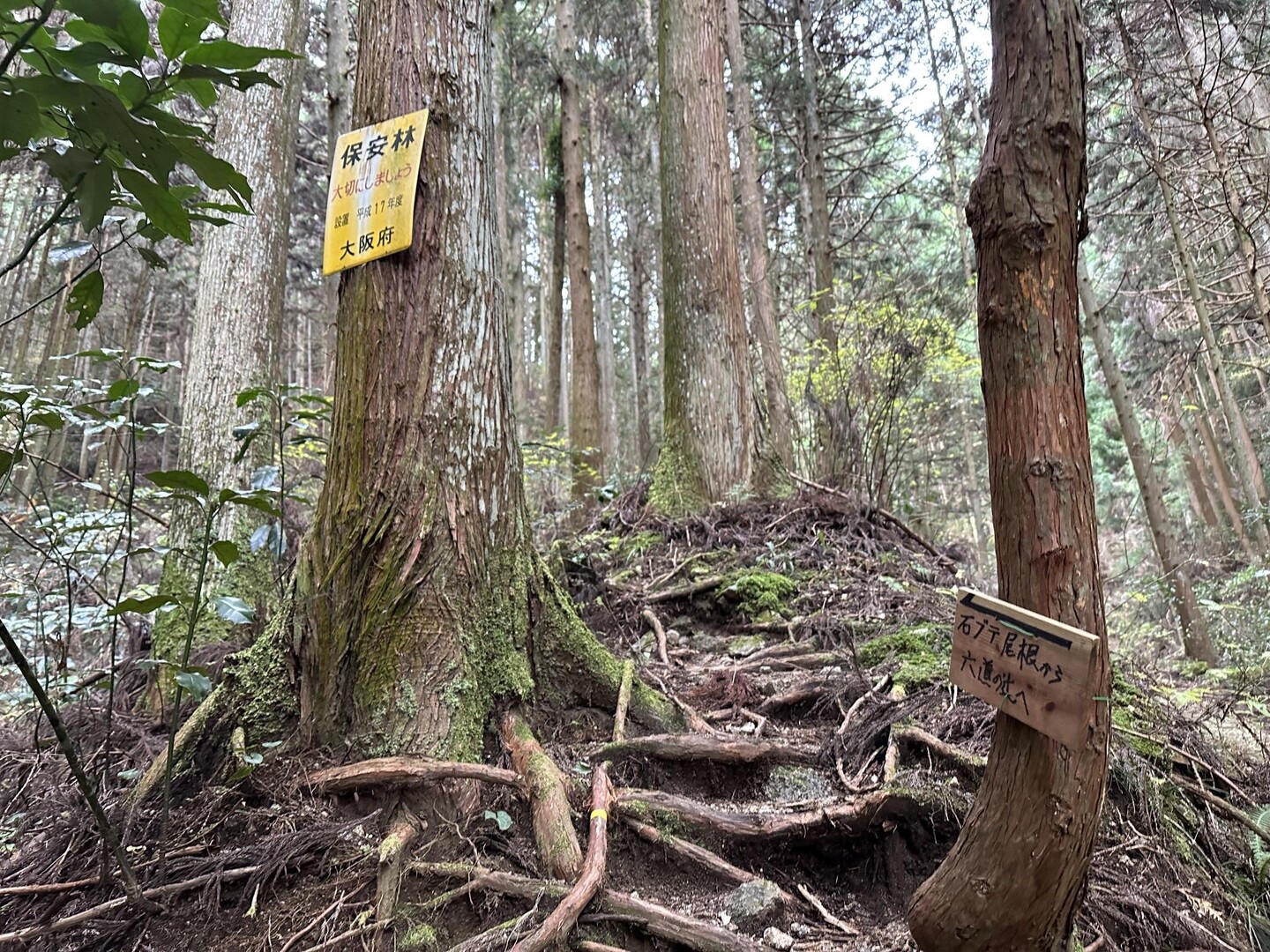 旧石ブテ尾根⤴️ ダイトレ⤵️ / takaoさんの金剛山・二上山・大和葛城山の活動データ | YAMAP / ヤマップ